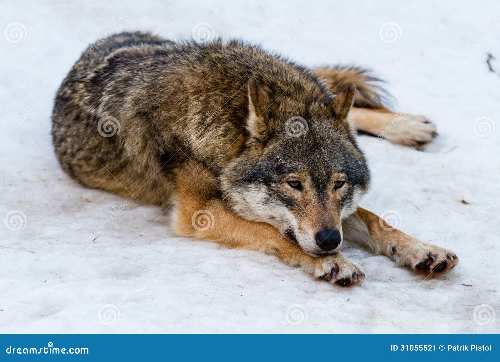 Wolf Having a Rest in the Snow Stock Image - Image of animal, relaxed ...
