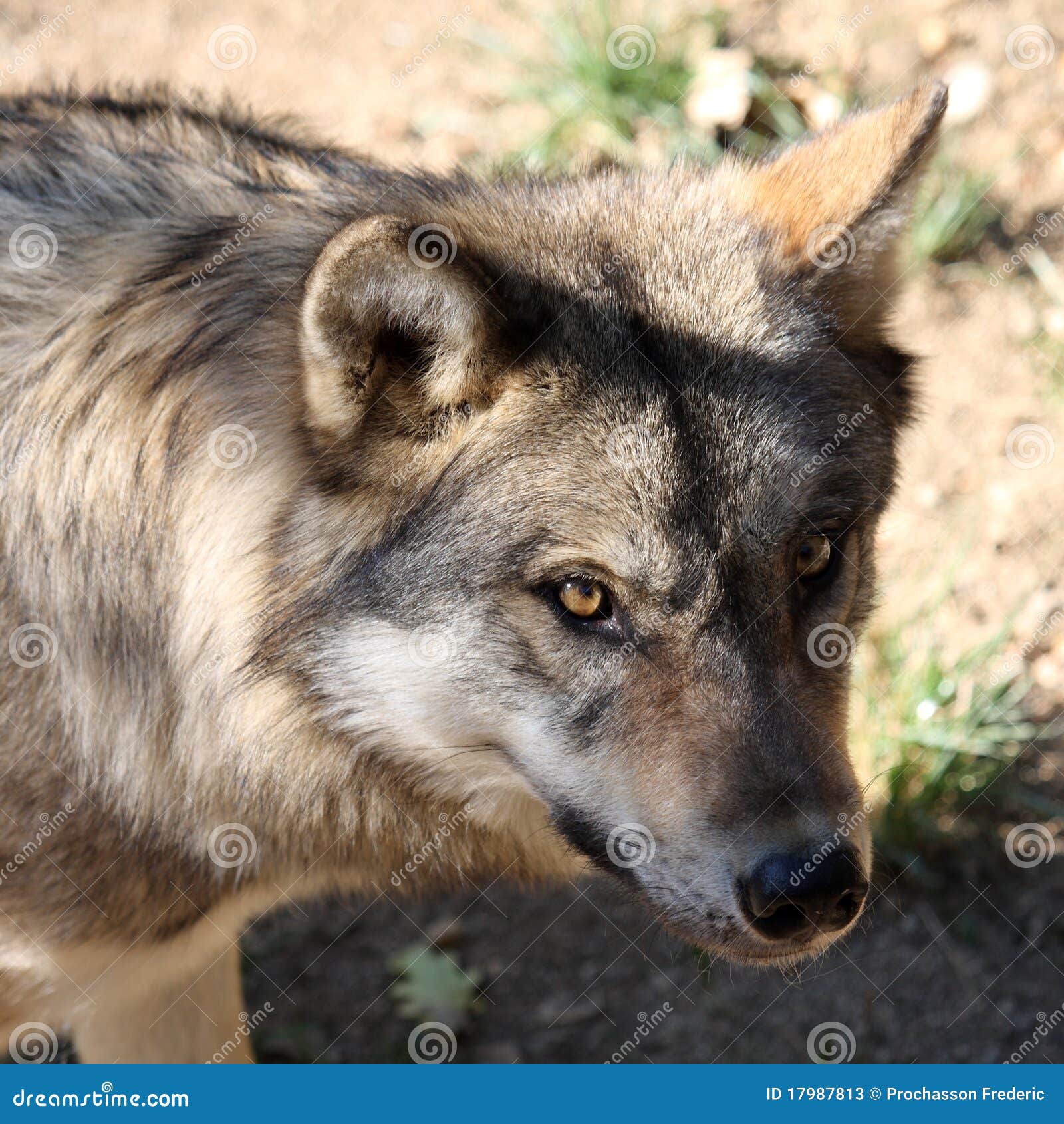 Wolf head stock image. Image of risk, look, fear, wild - 17987813