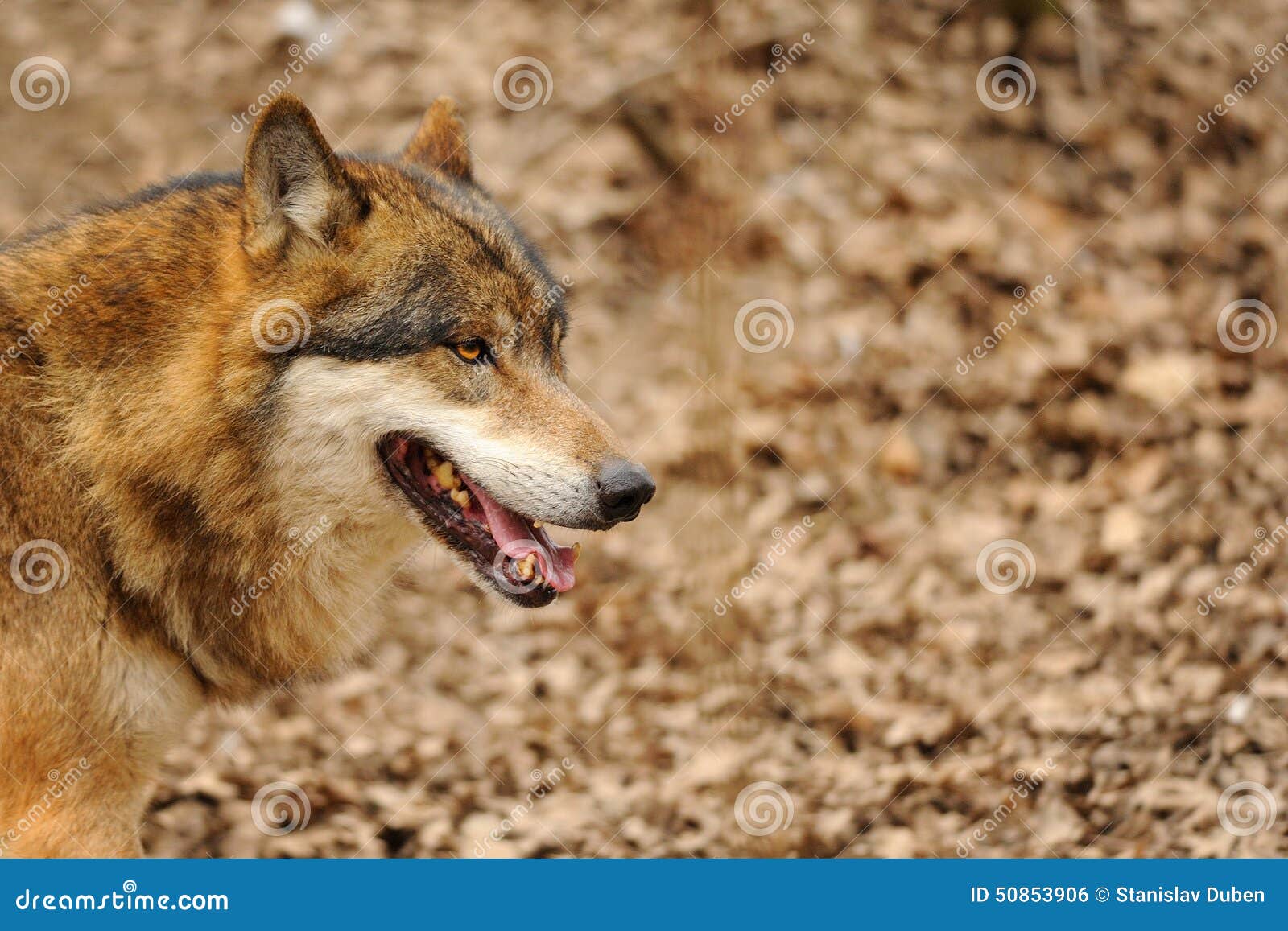 Wolf head stock photo. Image of head, hunter, carnivore - 50853906