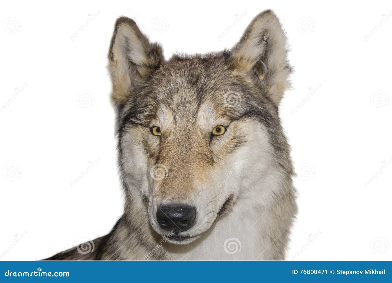 Wolf Ordinary Stock Photos - Free & Royalty-Free Stock Photos from ...