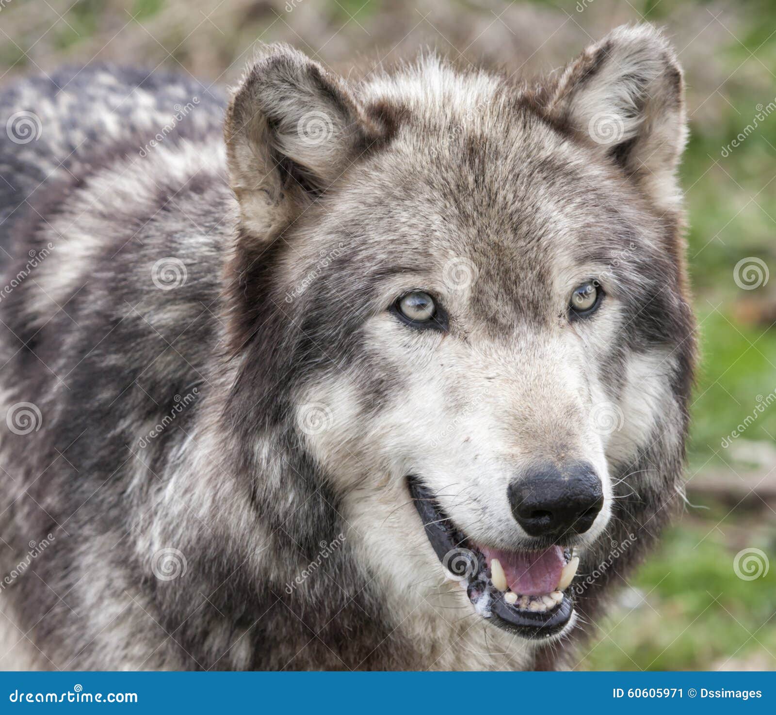 Wolf Head Shot stock image. Image of face, carnivore - 60605971