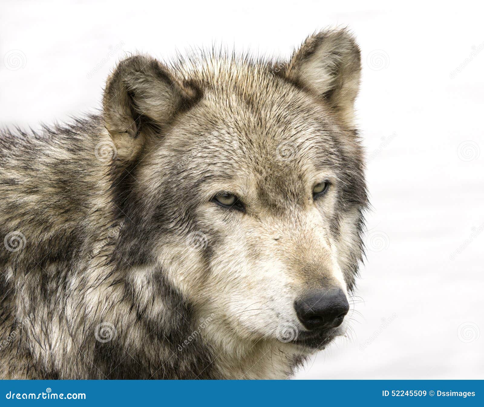 Wolf Head Shot stock image. Image of lupus, grey, canis - 52245509
