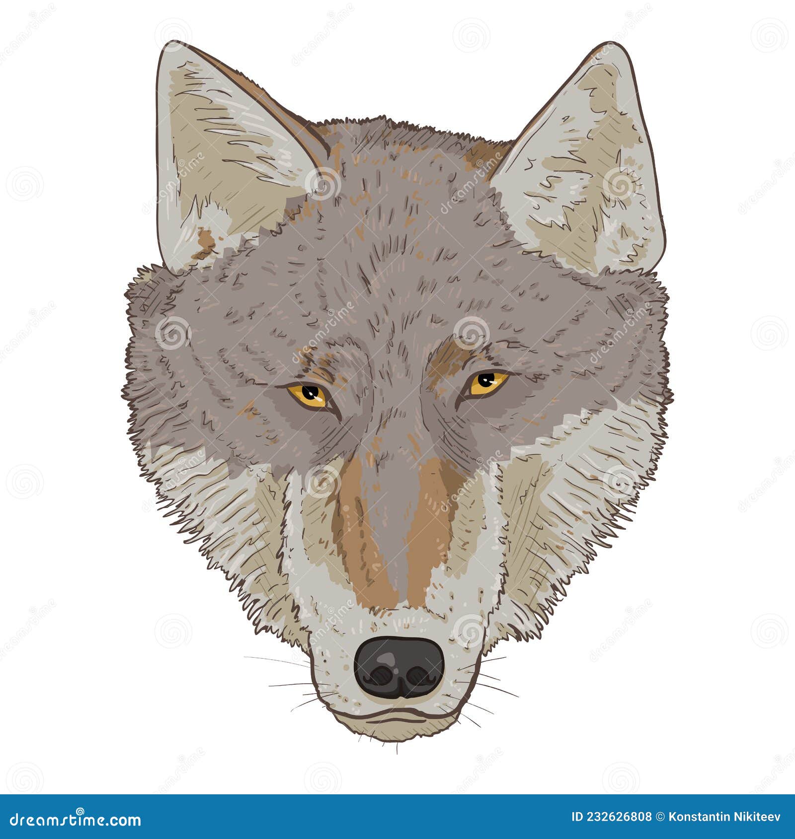 Wolf Front View Drawing