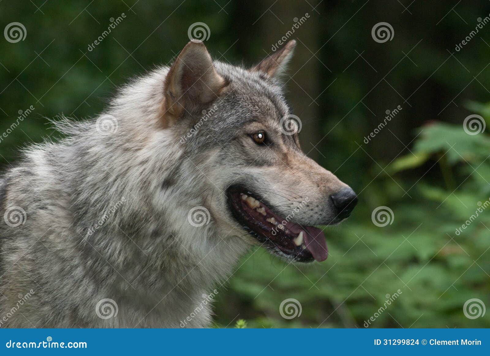 Wolf Stock Photography | CartoonDealer.com #31299824