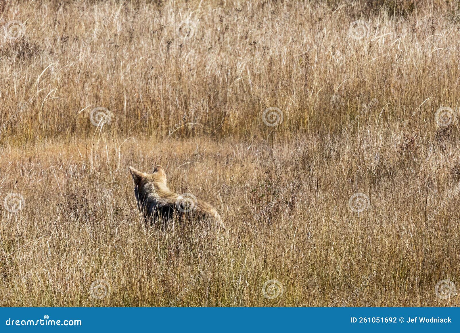 Wolf Hidden in the Grass at Yellowstone National Park. USA Stock Photo ...