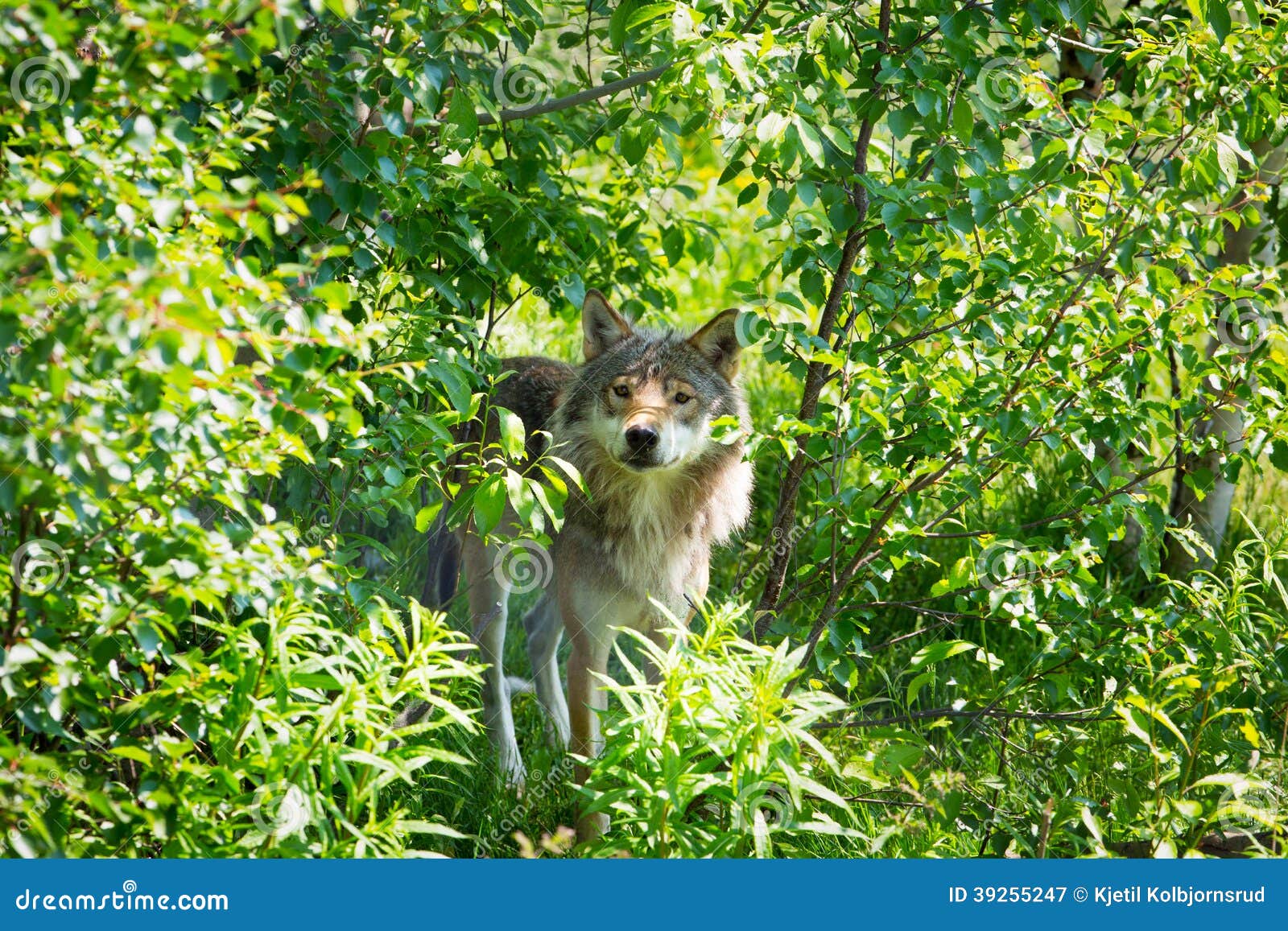 Wolf hide between trees stock image. Image of stalking - 39255247