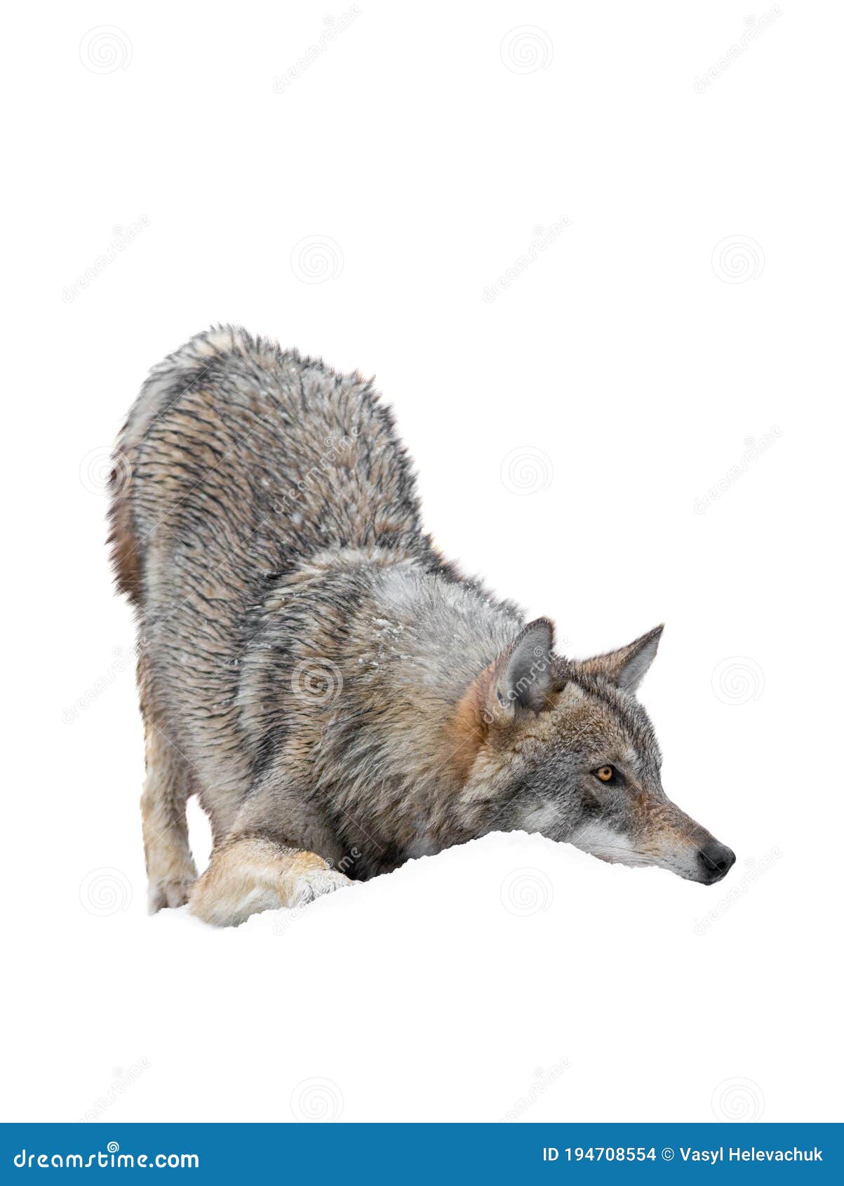 Wolf Pouncing On Prey