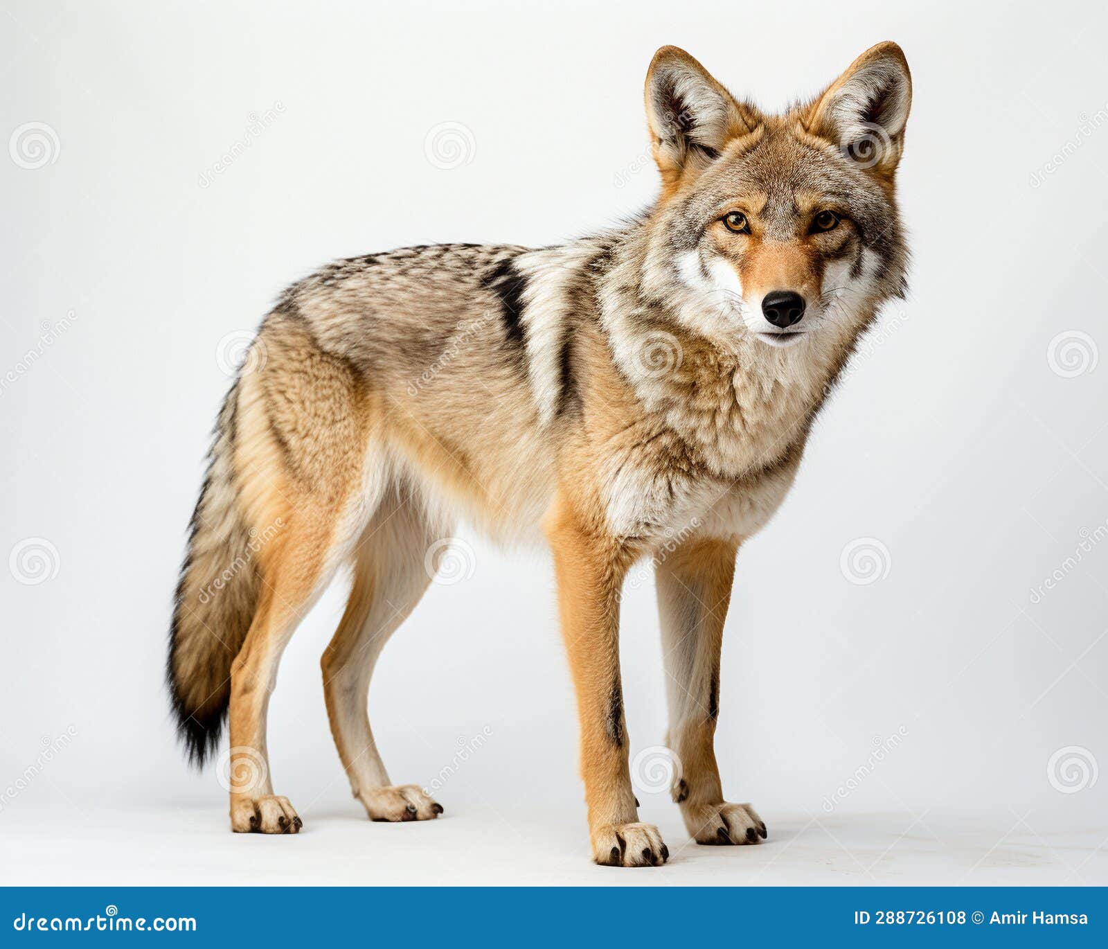 The wolf stock photo. Image of wolf, self, confidence - 288726108