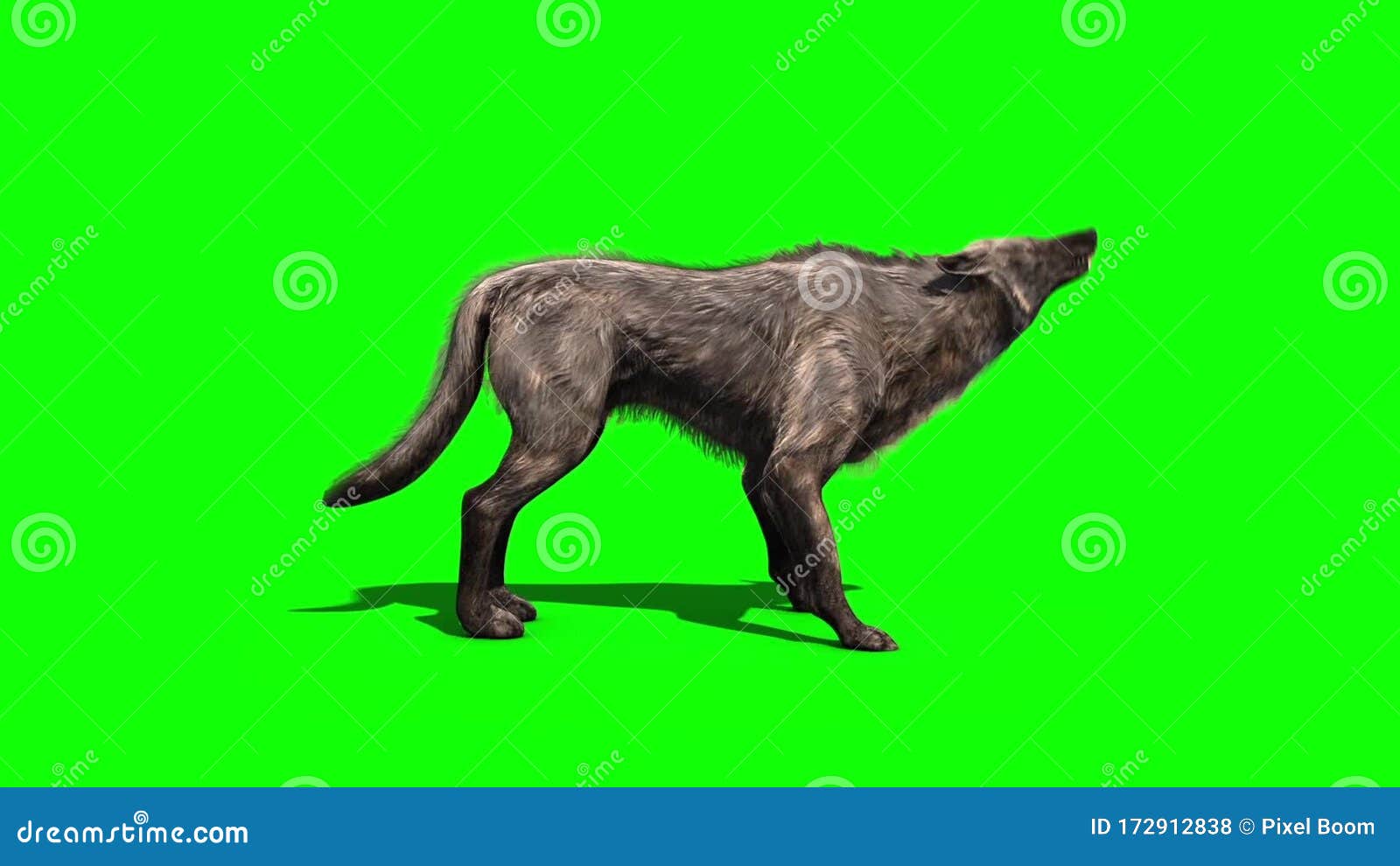 Wolf Howl Green Screen Side 3D Rendering Animation Stock Footage ...