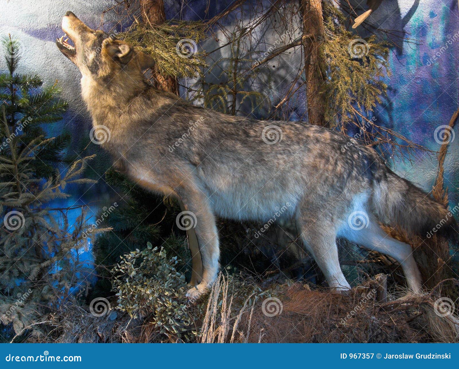 Wolf howling editorial photography. Image of canine, dangerous - 967357