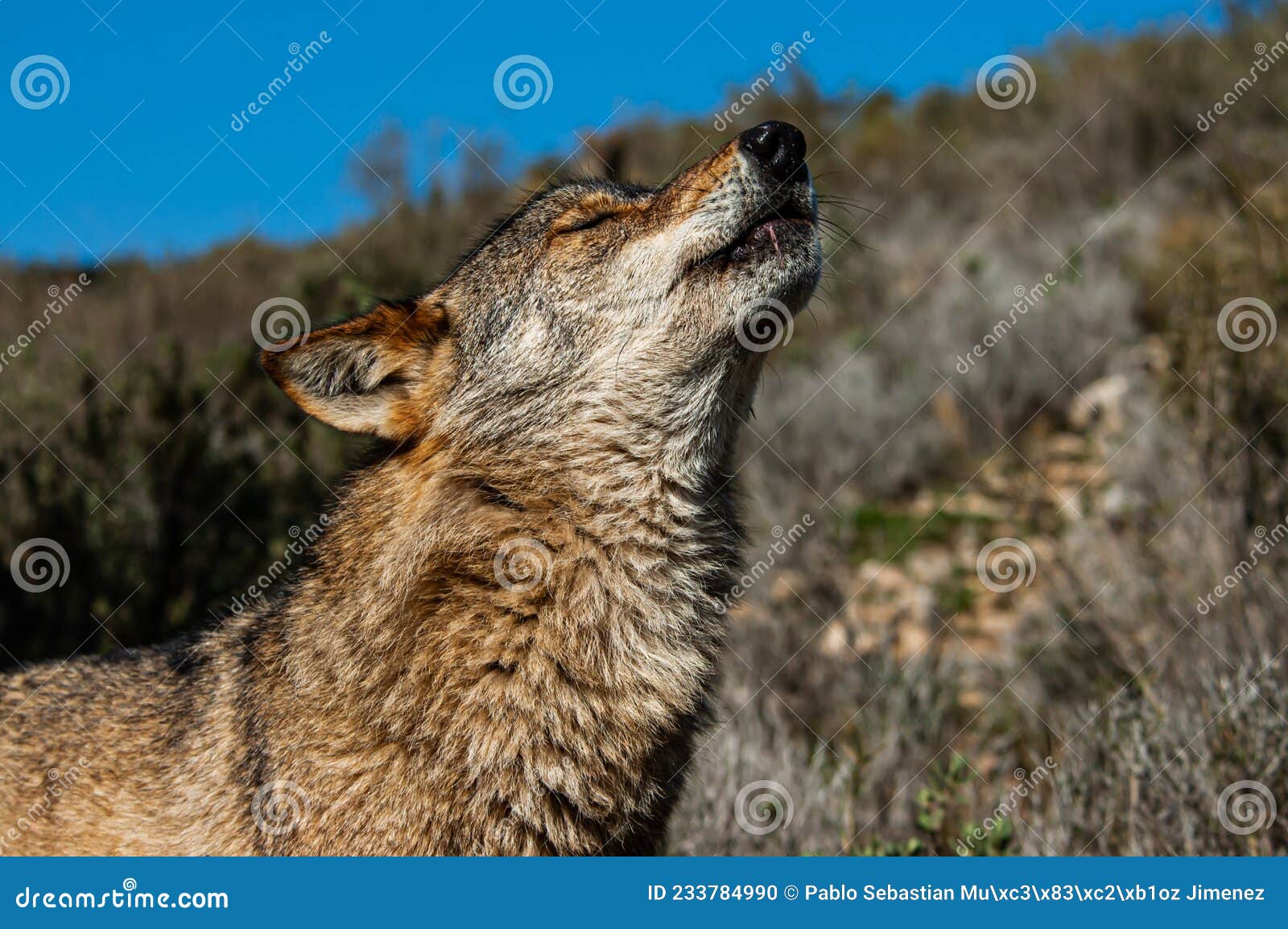 Wolf howling stock photo. Image of nature, chipmunk - 233784990