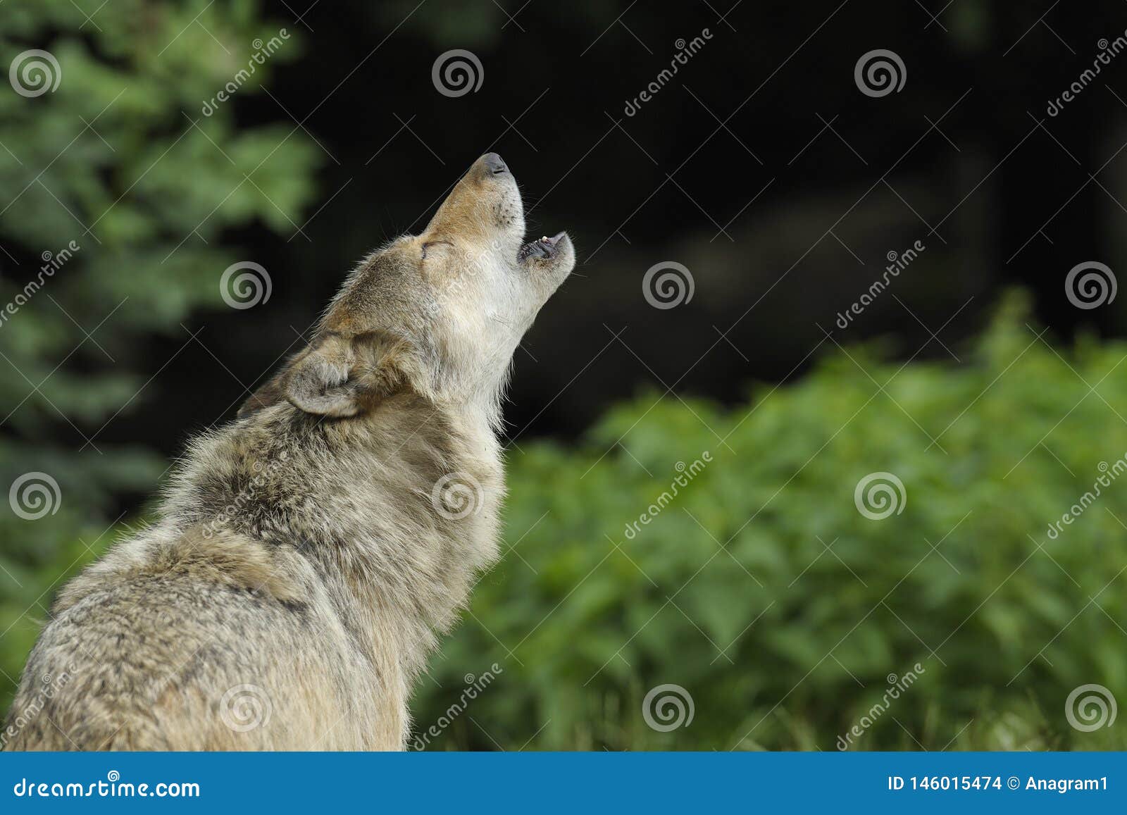 Howling Gray Wolf stock photo. Image of germany, european - 146015474