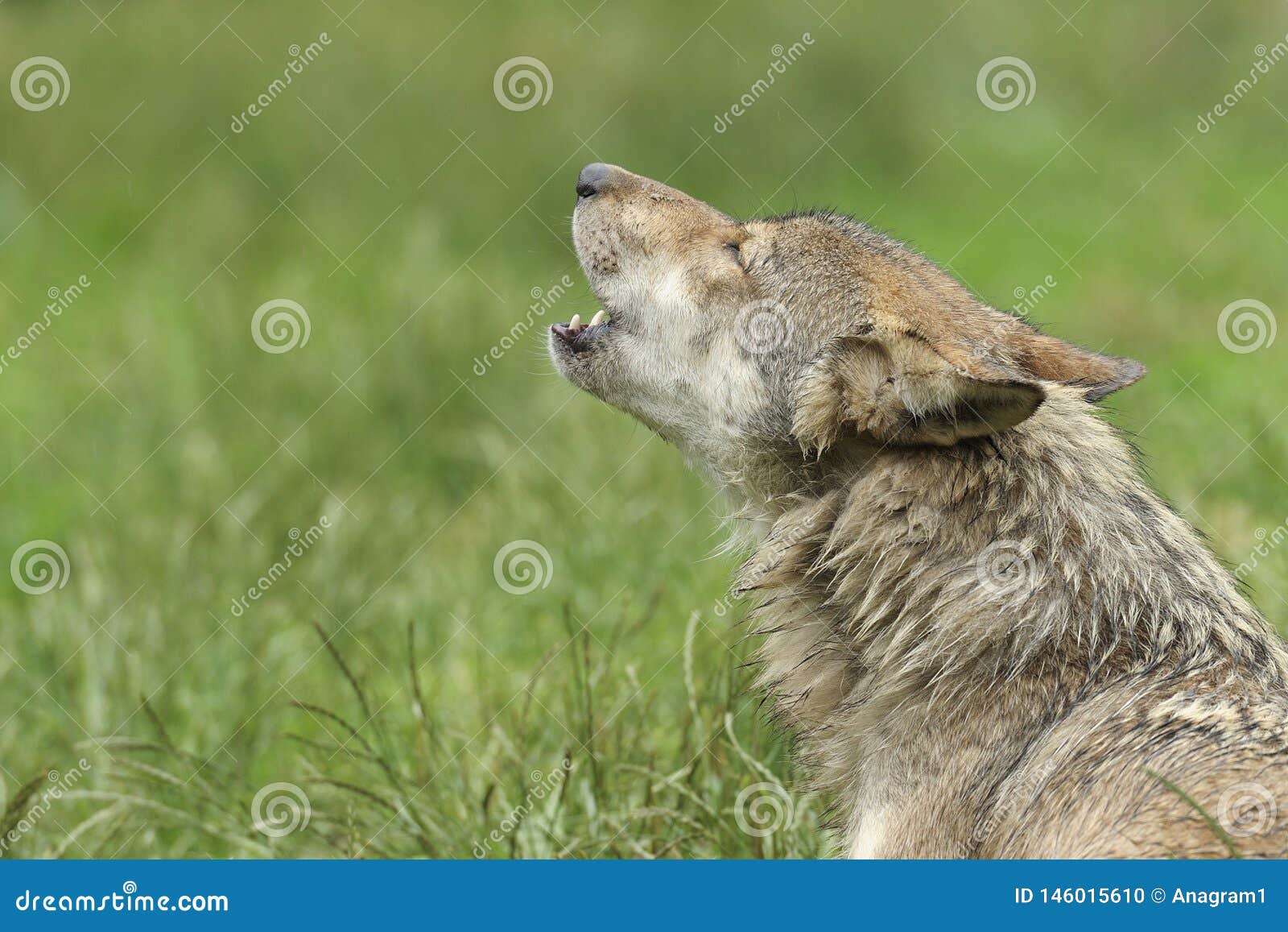 Howling Gray Wolf stock photo. Image of predator, canis - 146015610