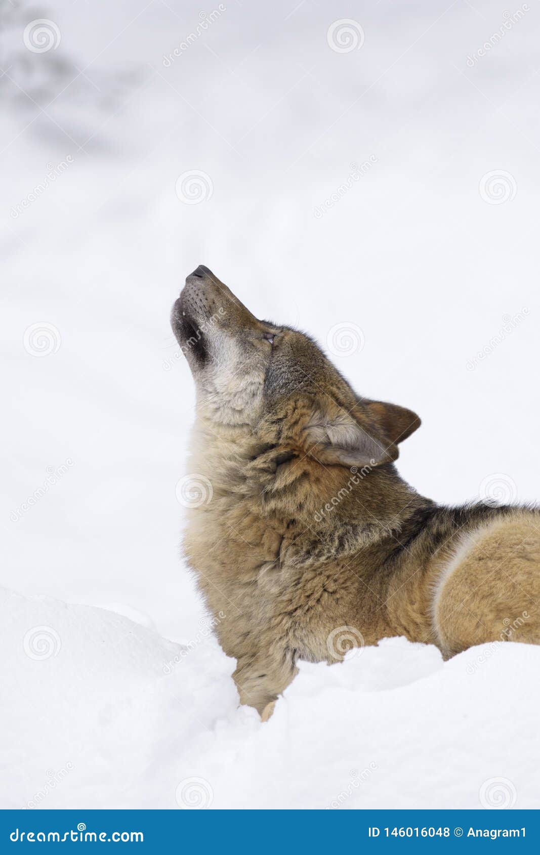 Howling Gray Wolf in Winter Stock Photo - Image of gray, predator ...