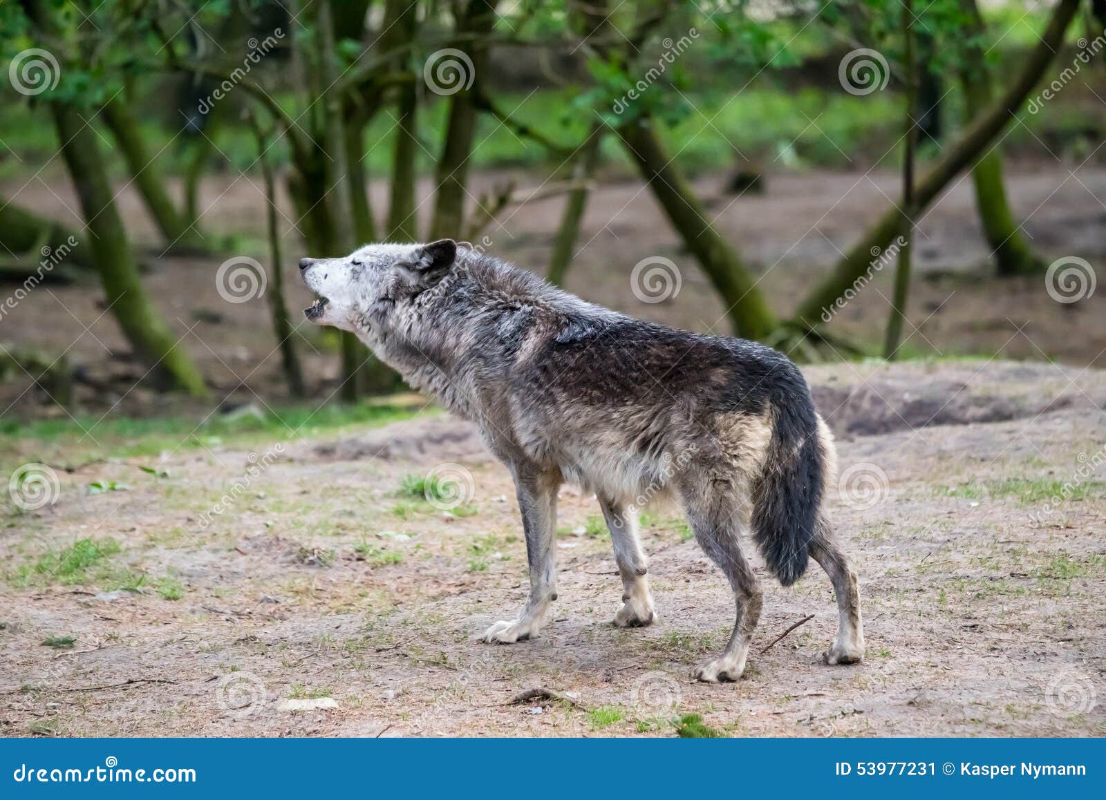 Wolf howling in nature stock image. Image of endangered - 53977231
