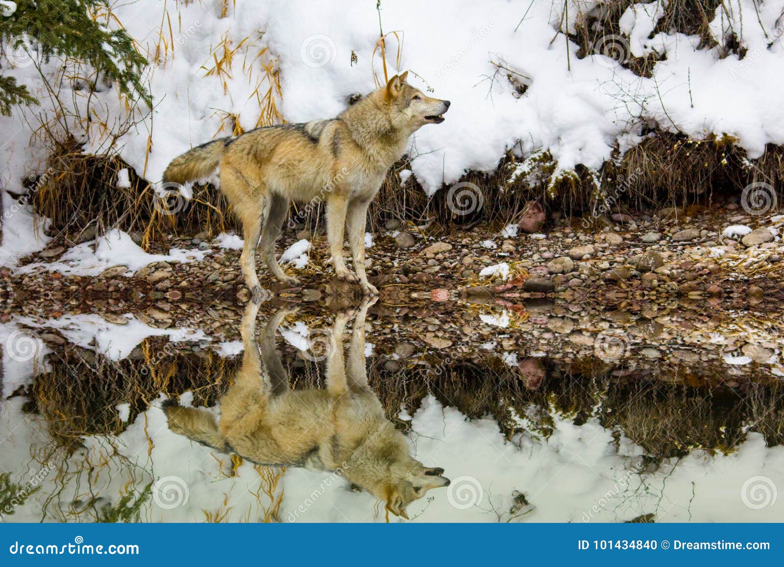 Wolf Howling with Reflection. Stock Photo - Image of snow, howling ...