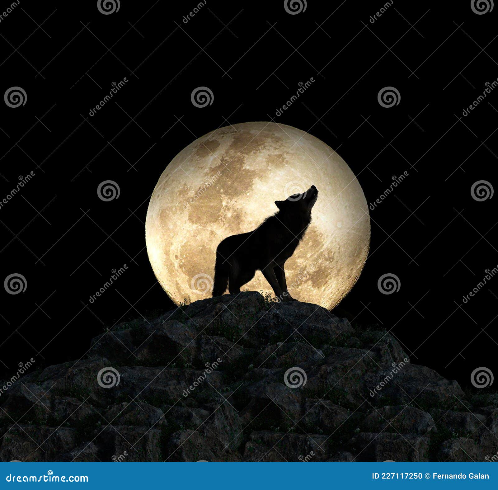 Wolf Howling At Night