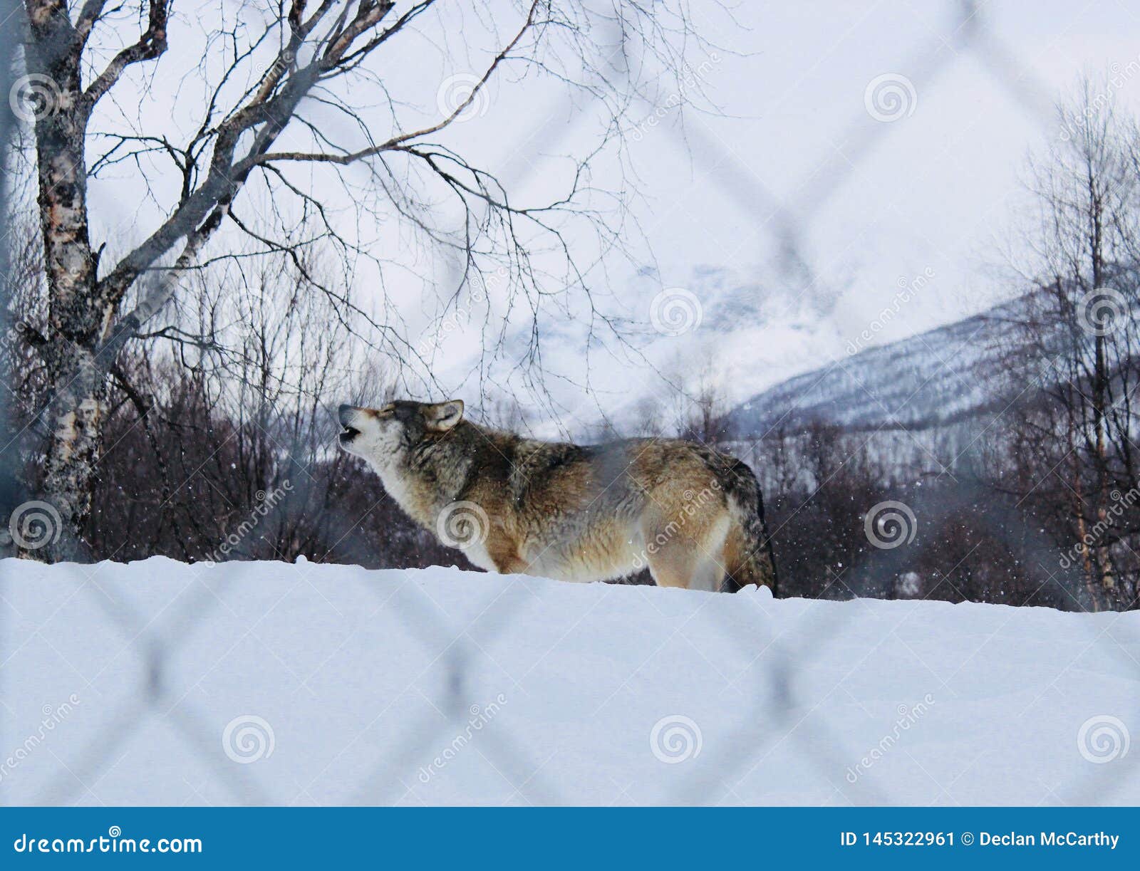 Wolf howling in the snow stock image. Image of howling - 145322961