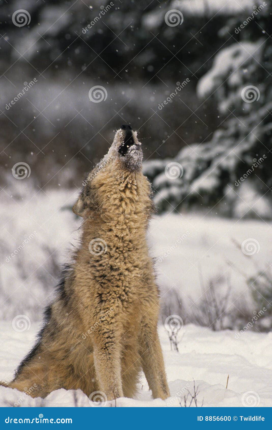 Wolf Howling in Snow stock photo. Image of winter, animals - 8856600