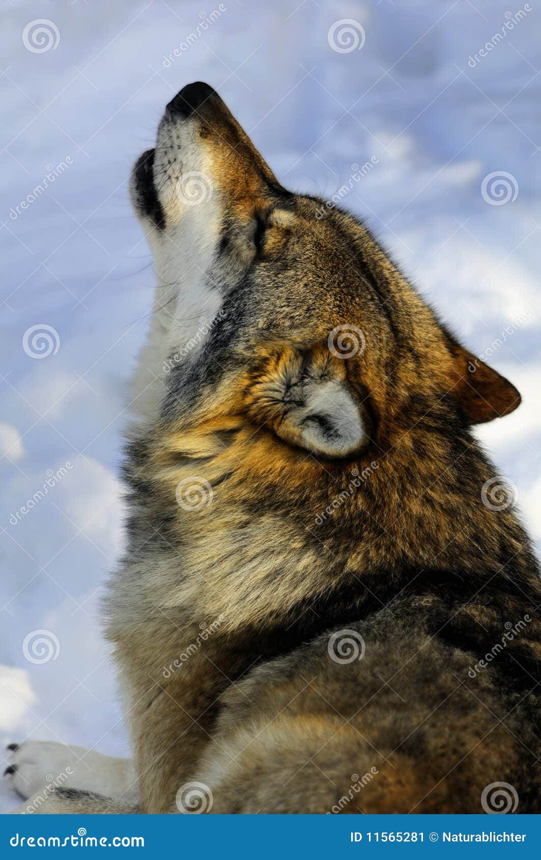 Wolf Howling in Snowy Bavarian Forest Stock Image - Image of snow ...