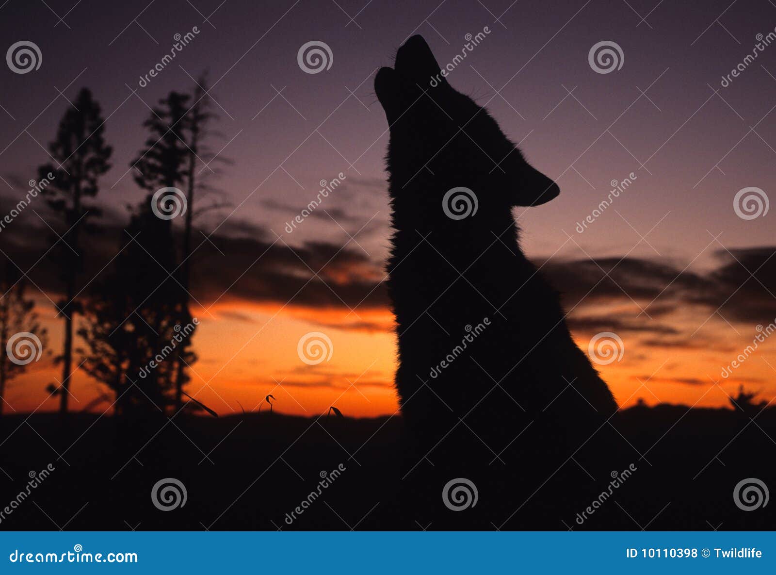Wolf howling in Sunset stock photo. Image of howl, wild - 10110398