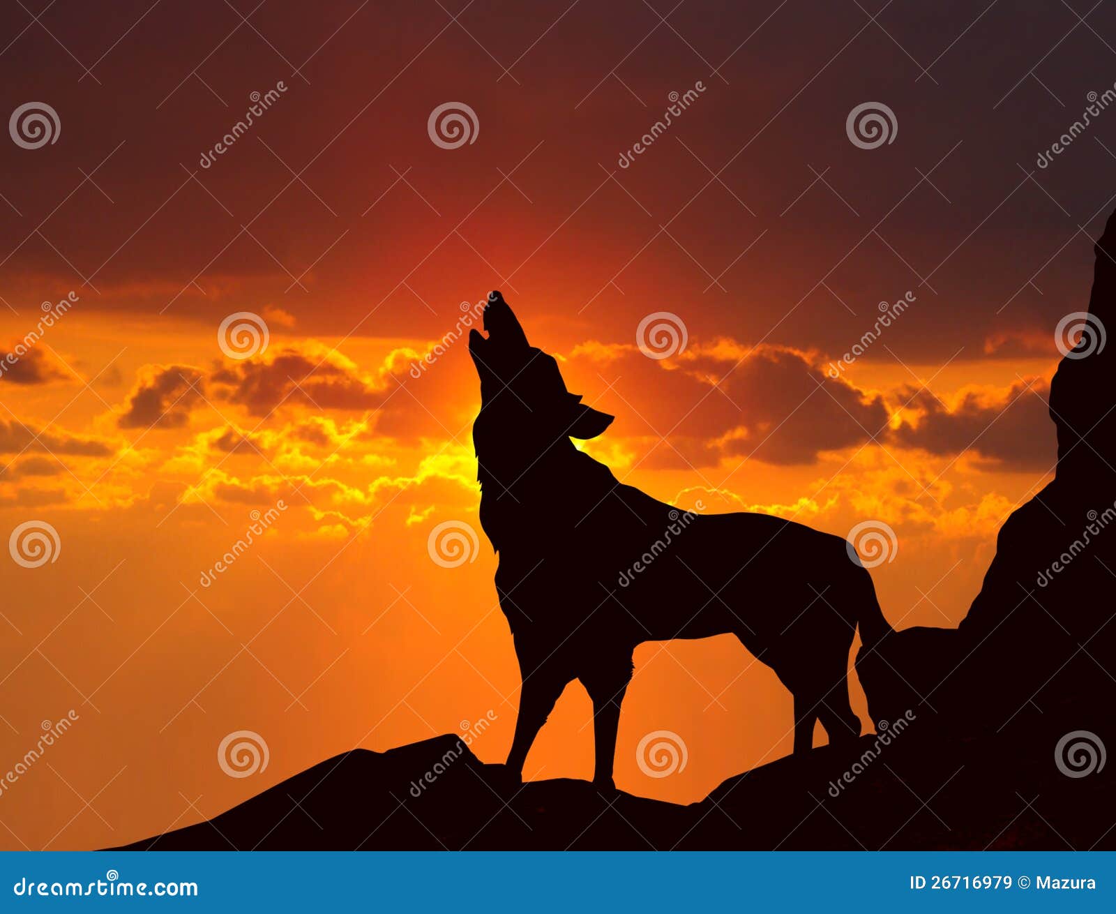Wolf howling at sunset stock image. Image of cliff, howling - 26716979