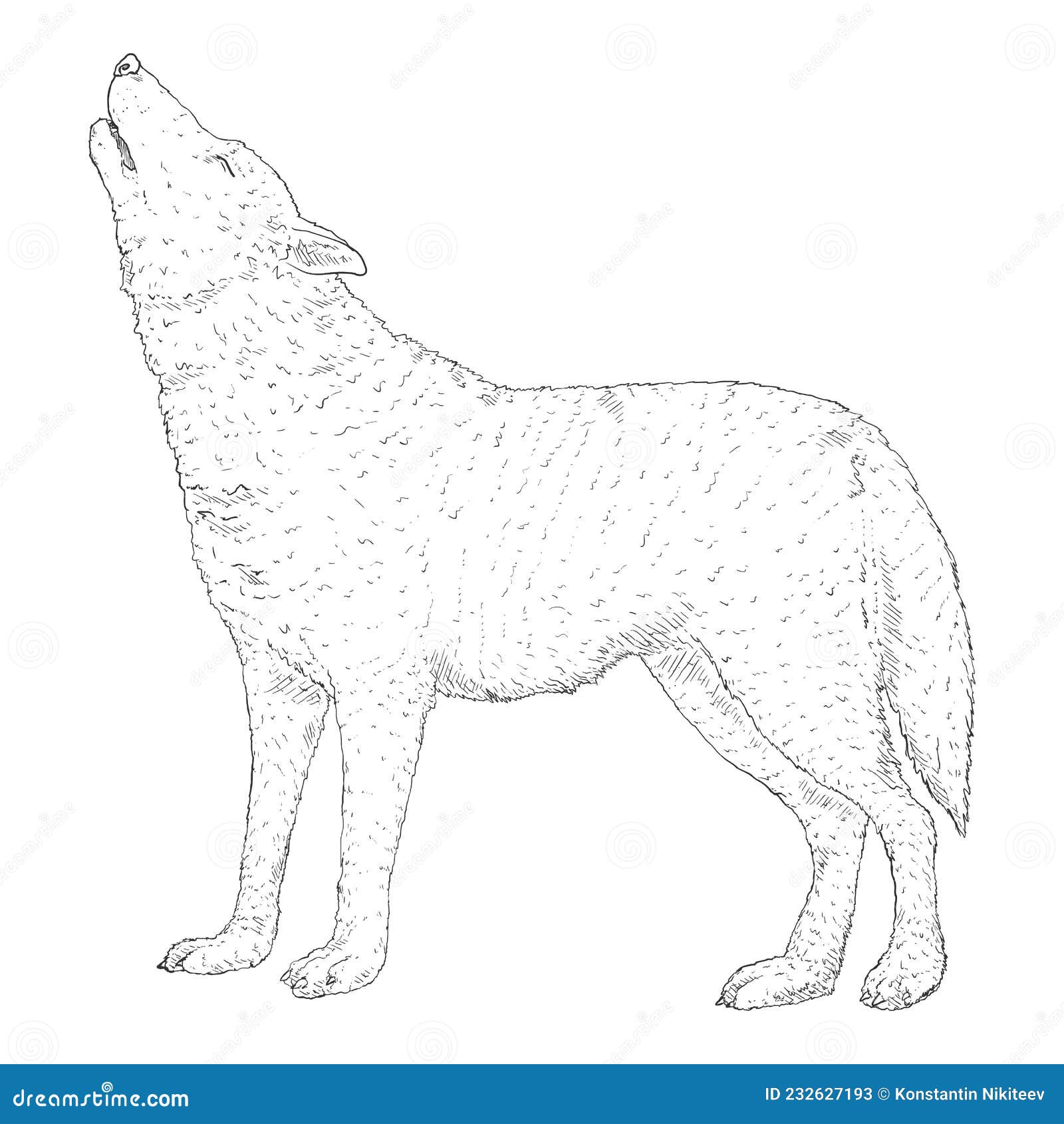 Wolf Howling Drawing Outline