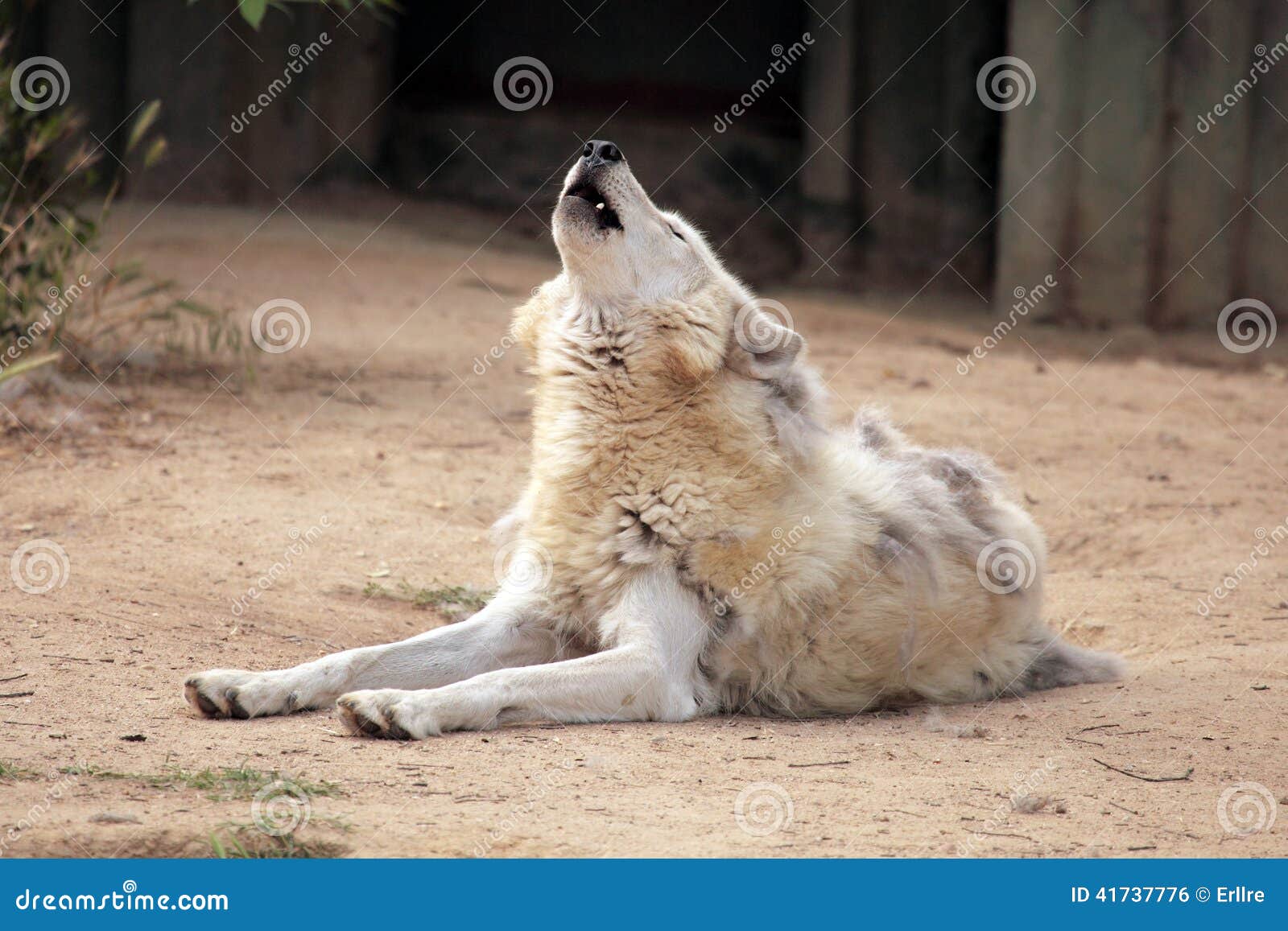 Wolf howling stock photo. Image of animal, howl, endangered - 41737776