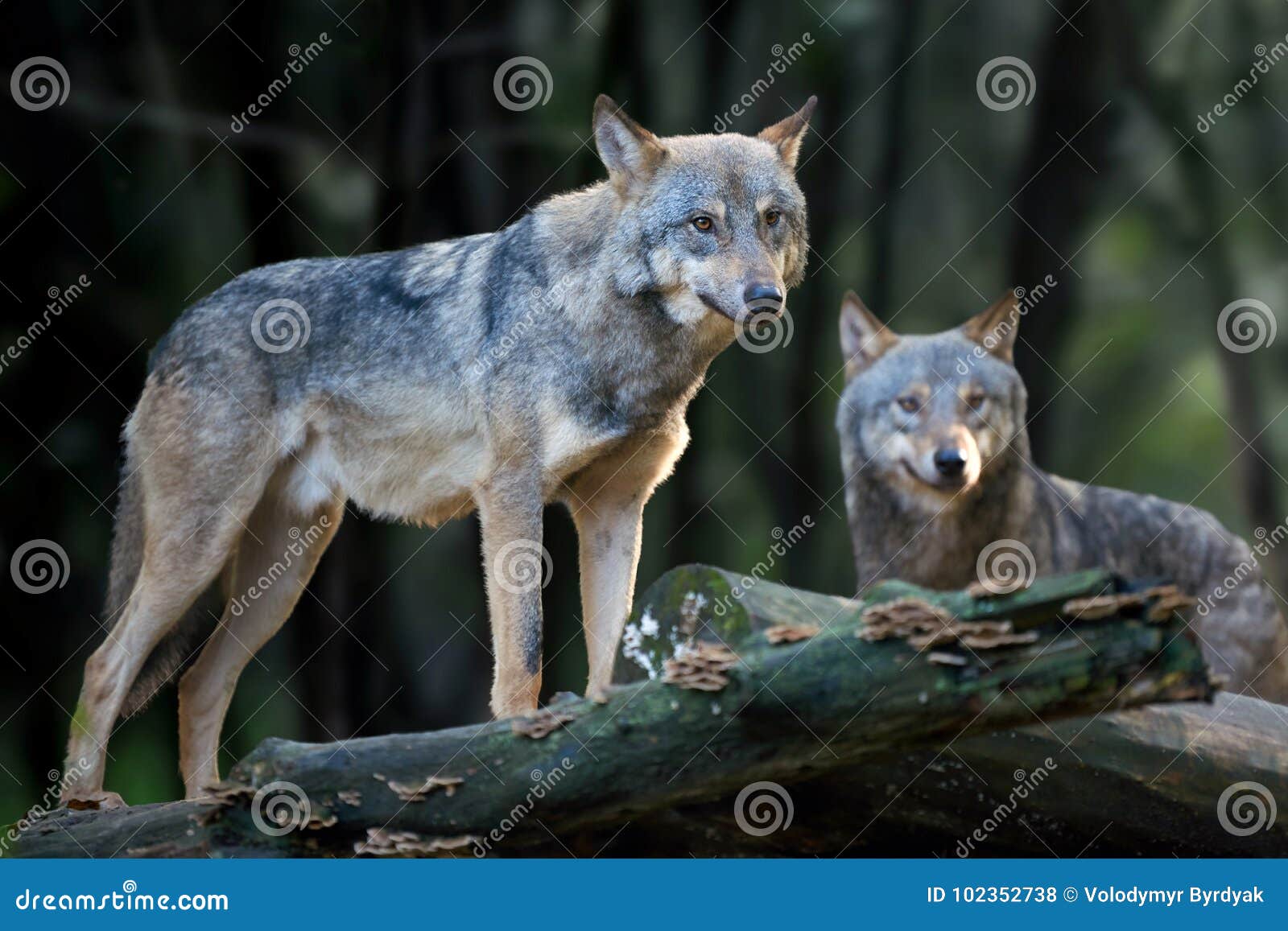 Timber Wolf Pack Hunting
