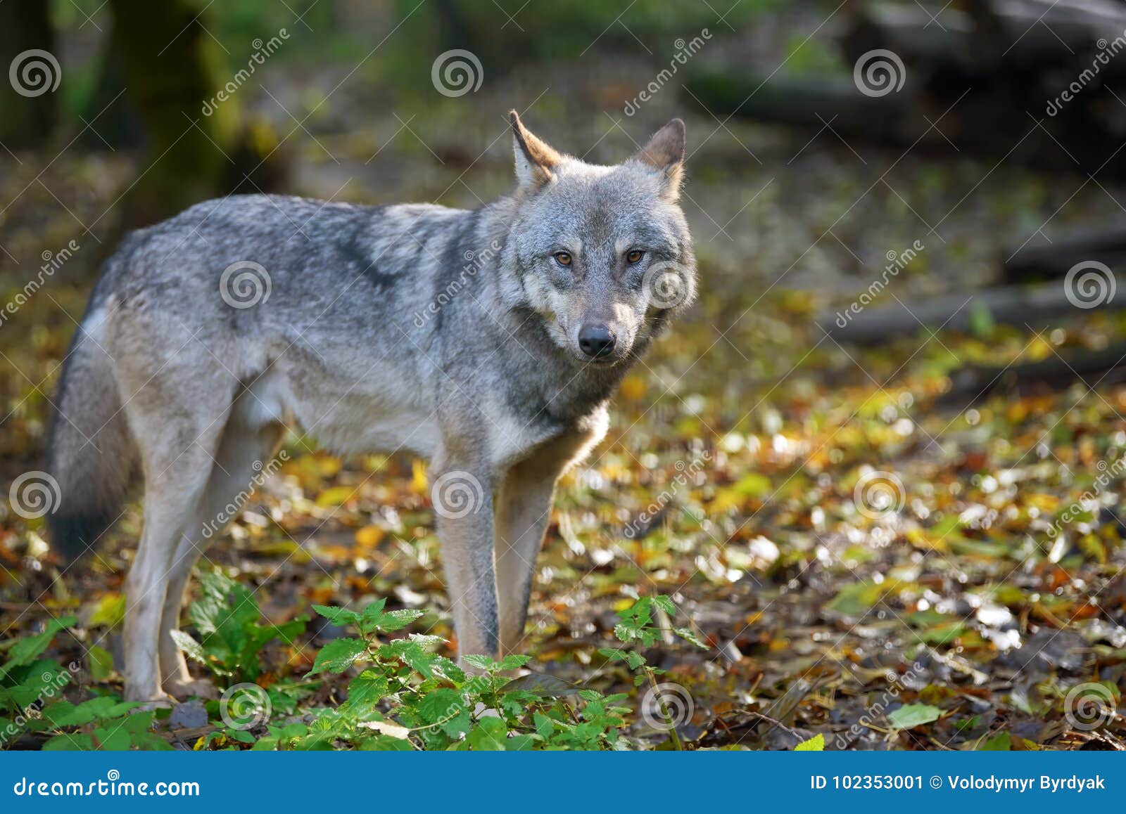 Wolf hunting in the forest stock image. Image of predator - 102353001