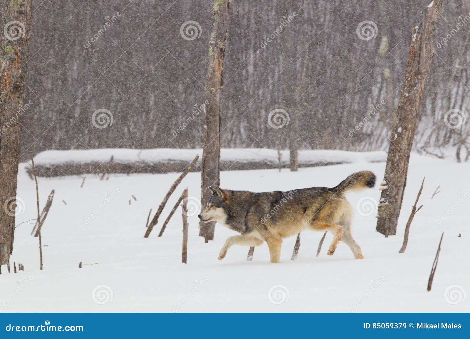 Wolf Hunting in Heavy Snow Storm Stock Image - Image of tongue, grey ...