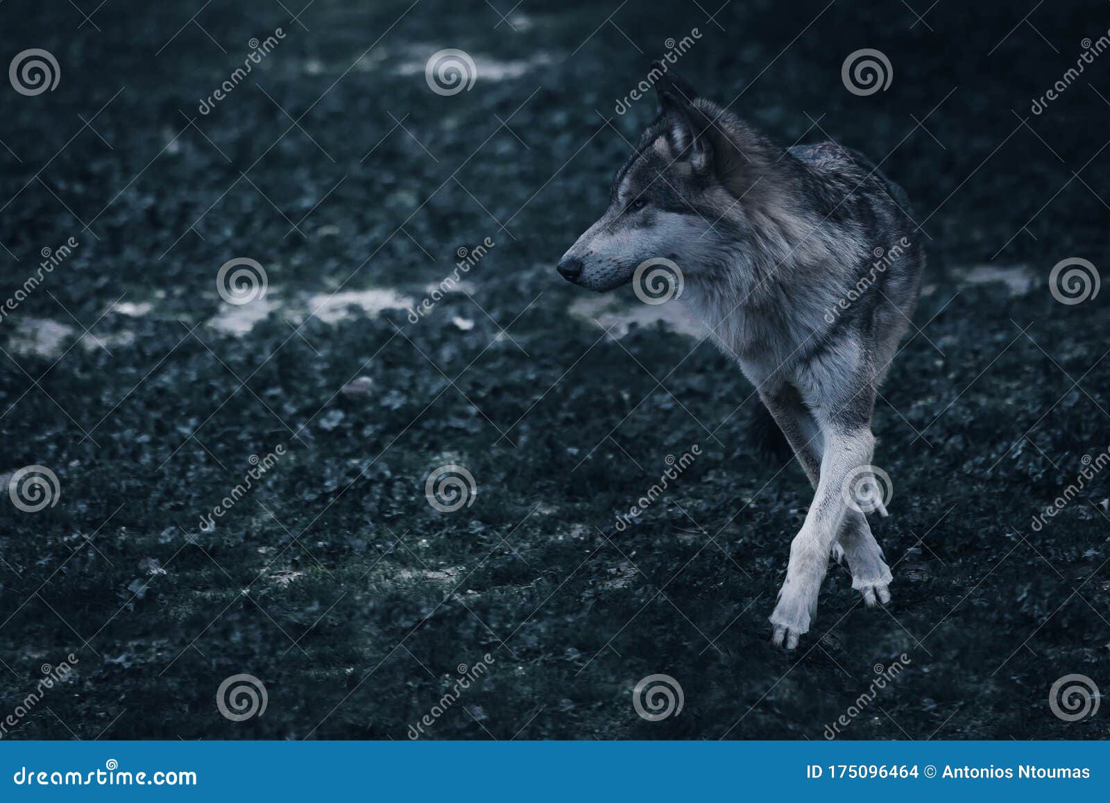 Wolf Hunting in Mountain, Agressive European Grey Wolf Stock Photo ...