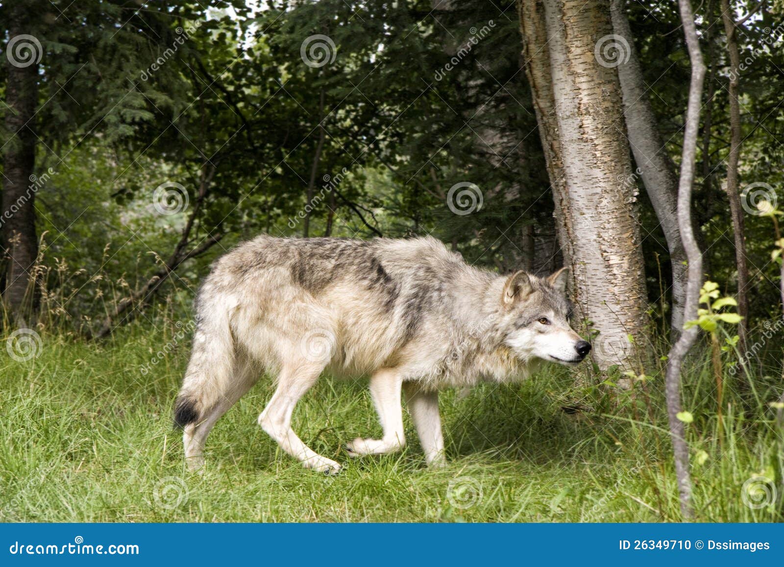 Wolf Hunting Prey stock photo. Image of predator, mammal - 26349710