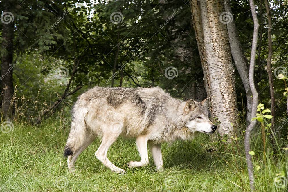 Wolf Hunting Prey stock photo. Image of predator, mammal - 26349710
