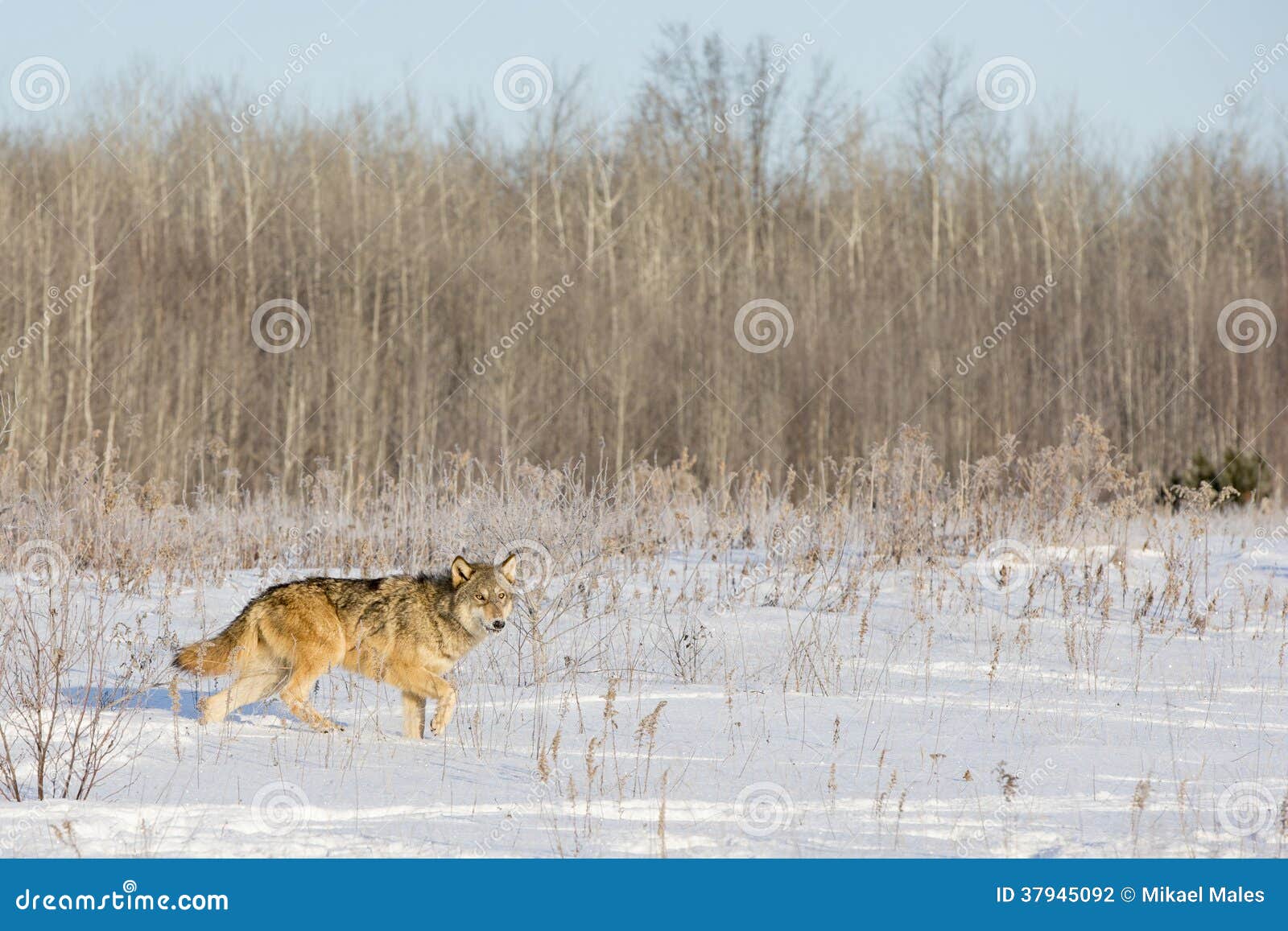 Wolf Hunting Prey in Mountains Stock Photo - Image of canis, animals ...