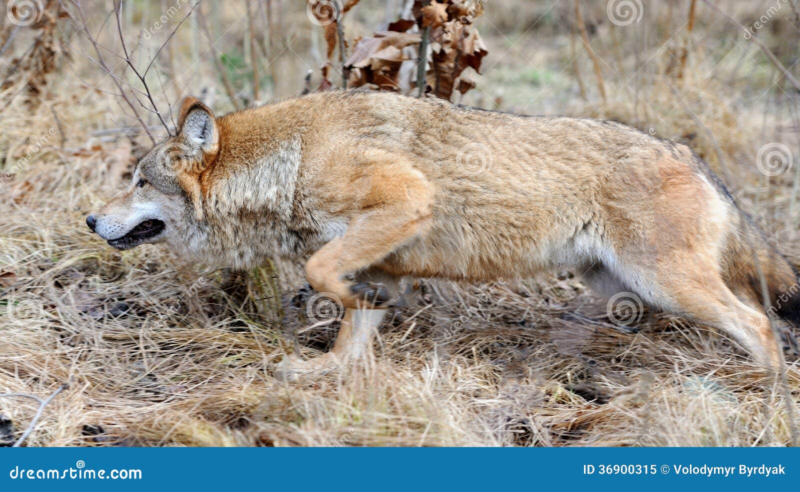 Wolf stock image. Image of brown, outdoors, sneaking - 36900315