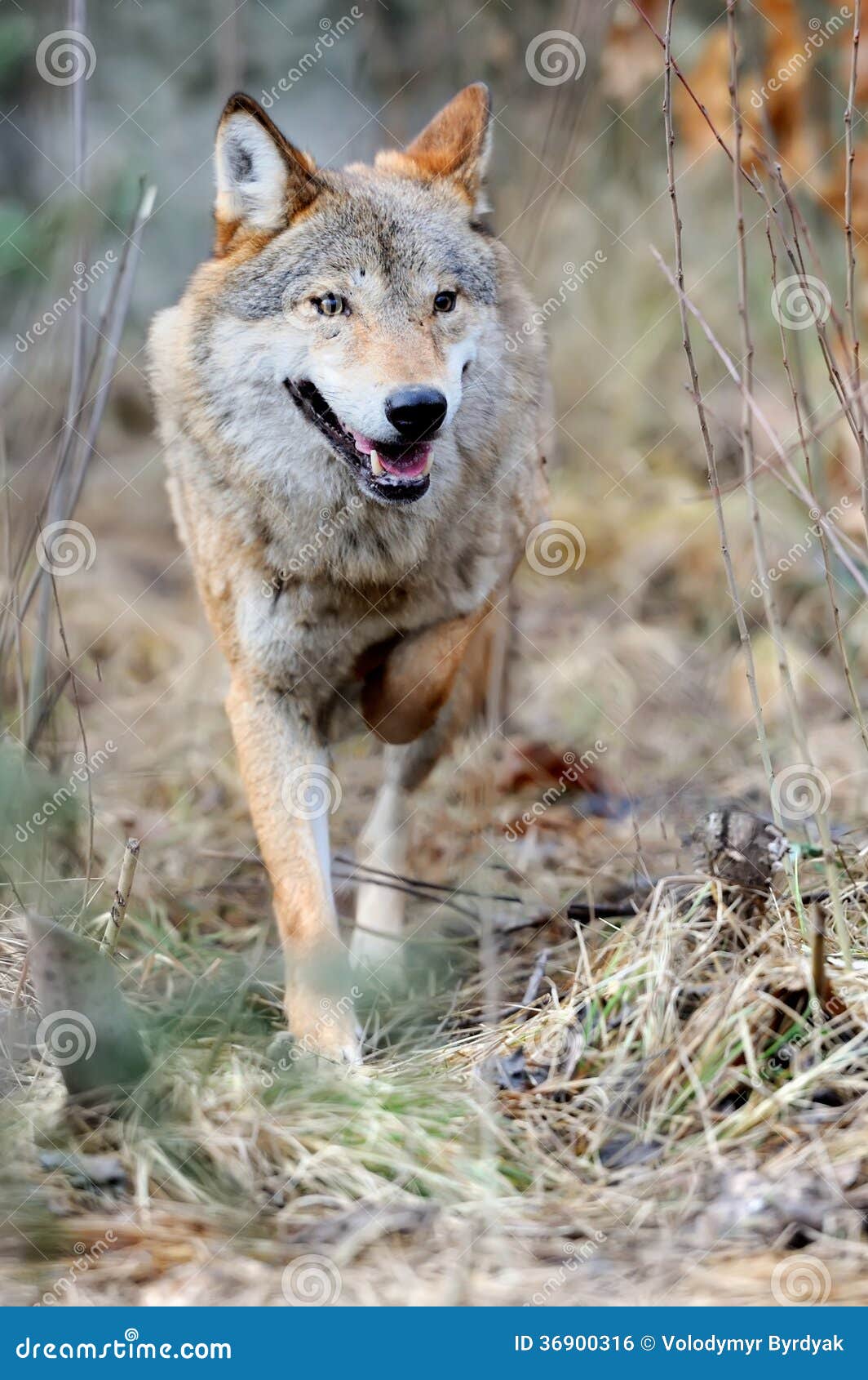 Wolf stock photo. Image of brown, sneaking, captive, close - 36900316