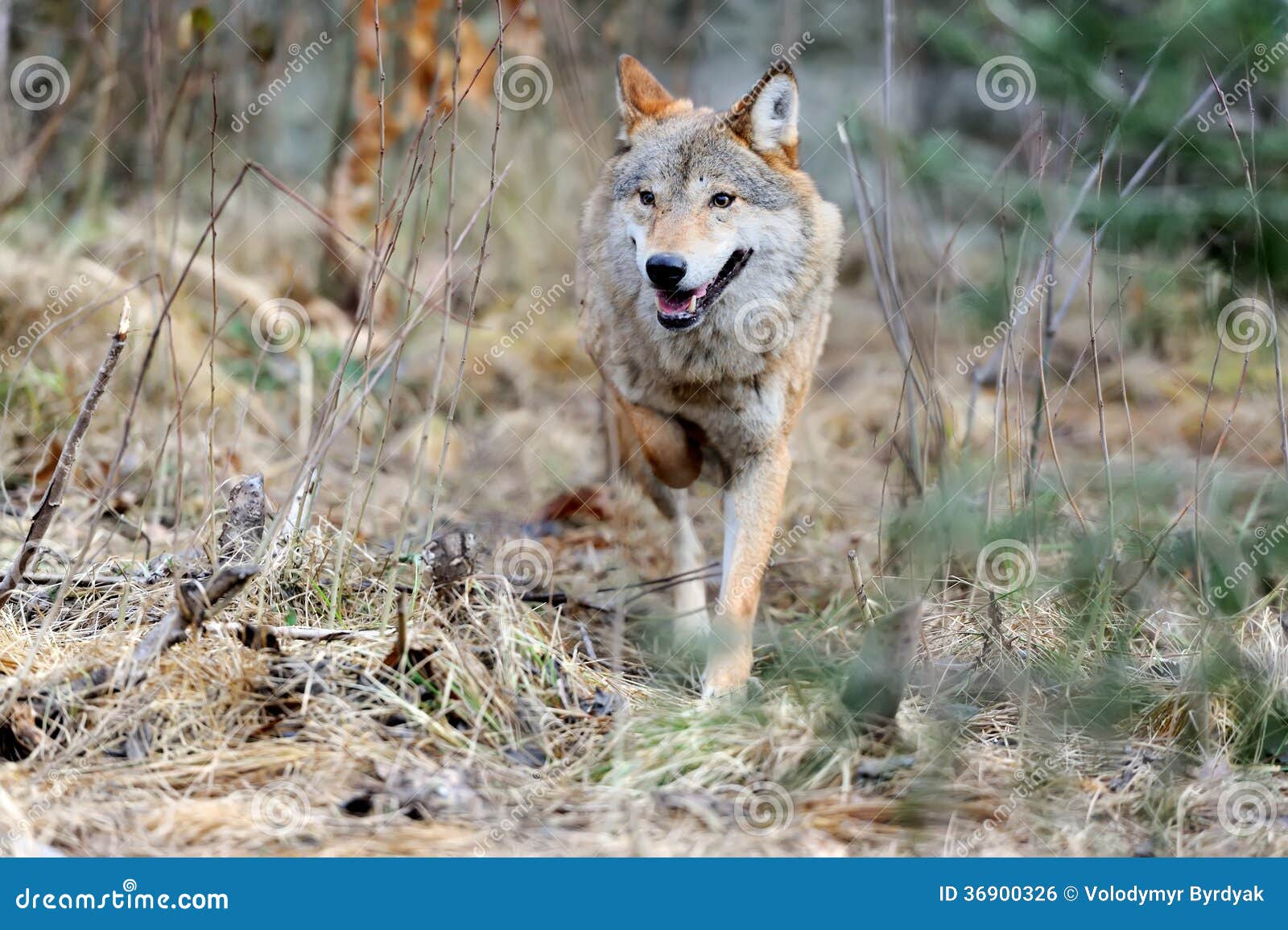 Wolf stock photo. Image of mammal, hunting, predator - 36900326