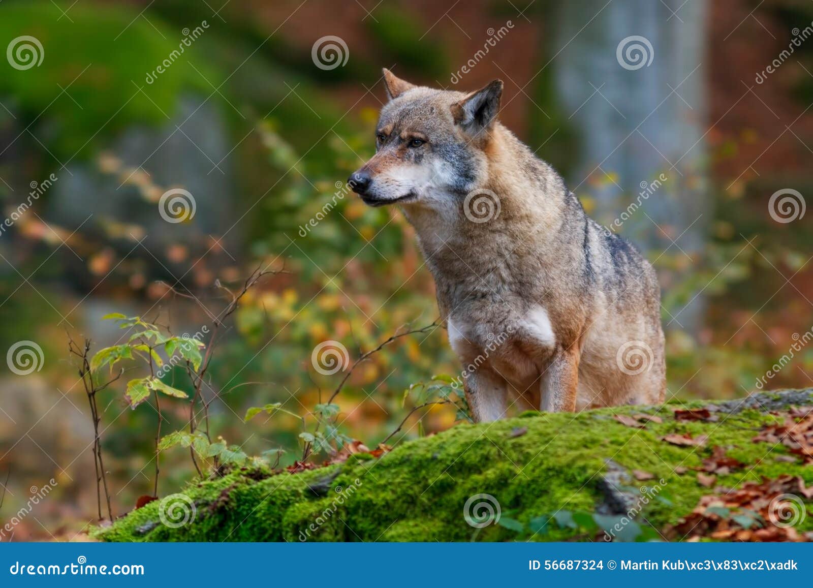 Wolf im Wald stockfoto. Bild von tier, fleischfresser - 56687324
