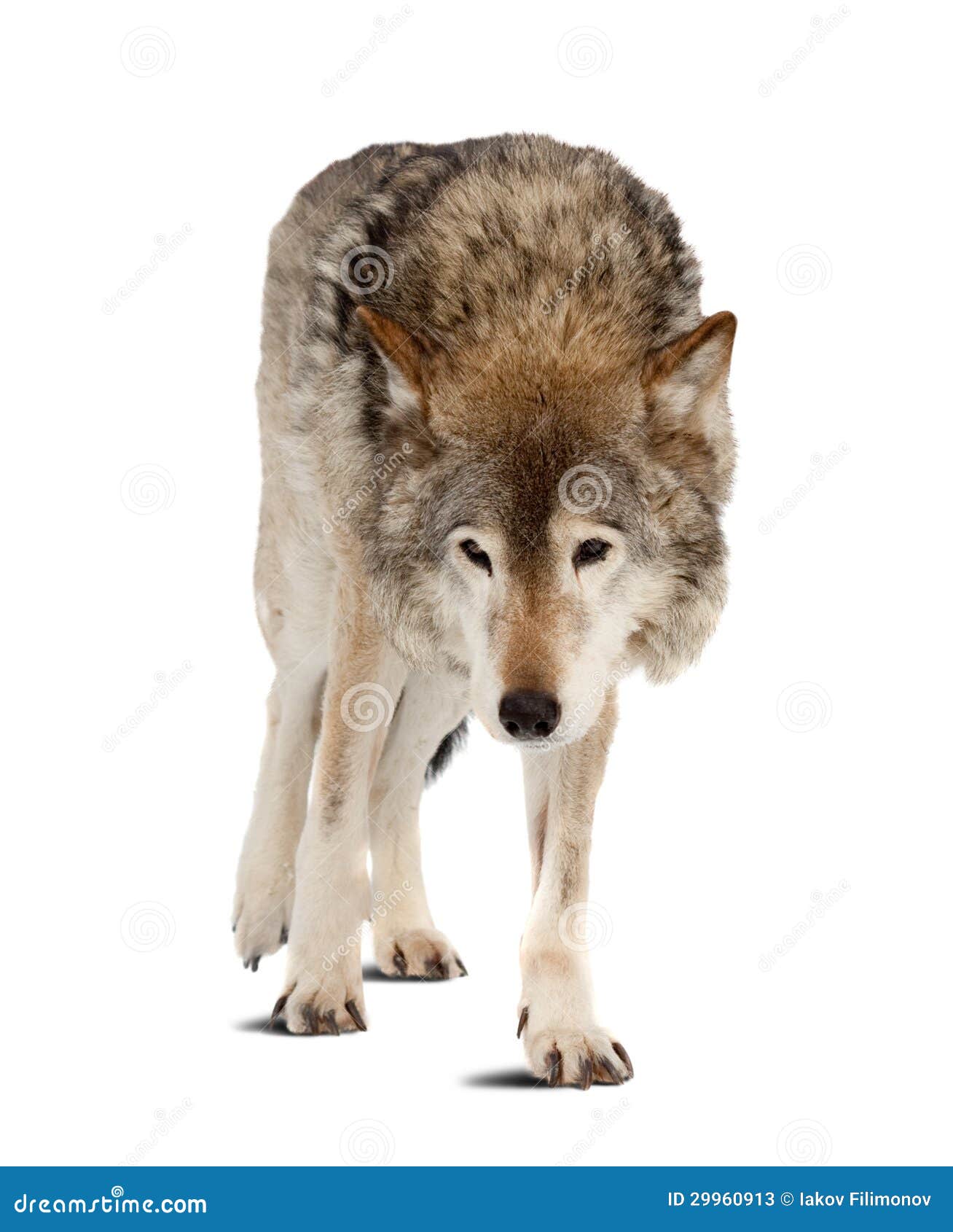 Wolf Over White Background with Shade Stock Image - Image of gray ...