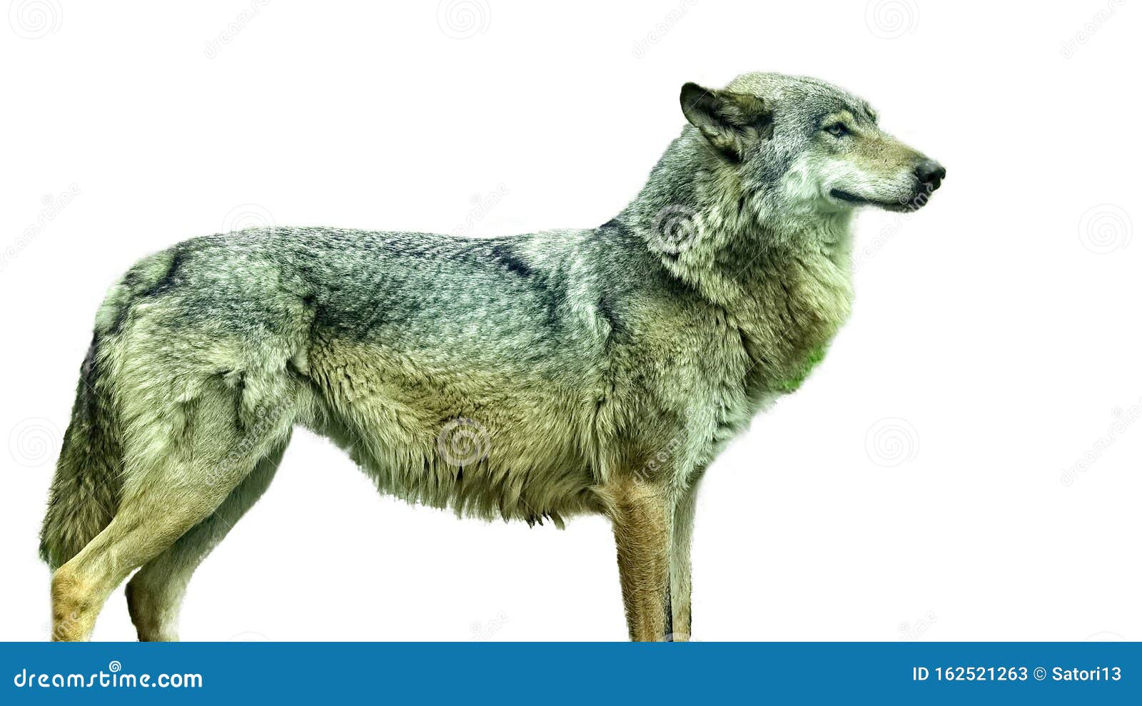 Wolf Side View