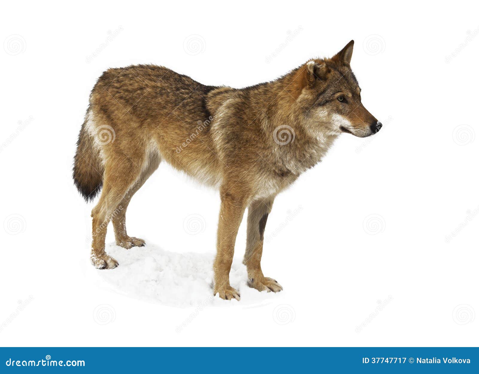 Wolf Isolated on White Background Stock Image - Image of isolated ...