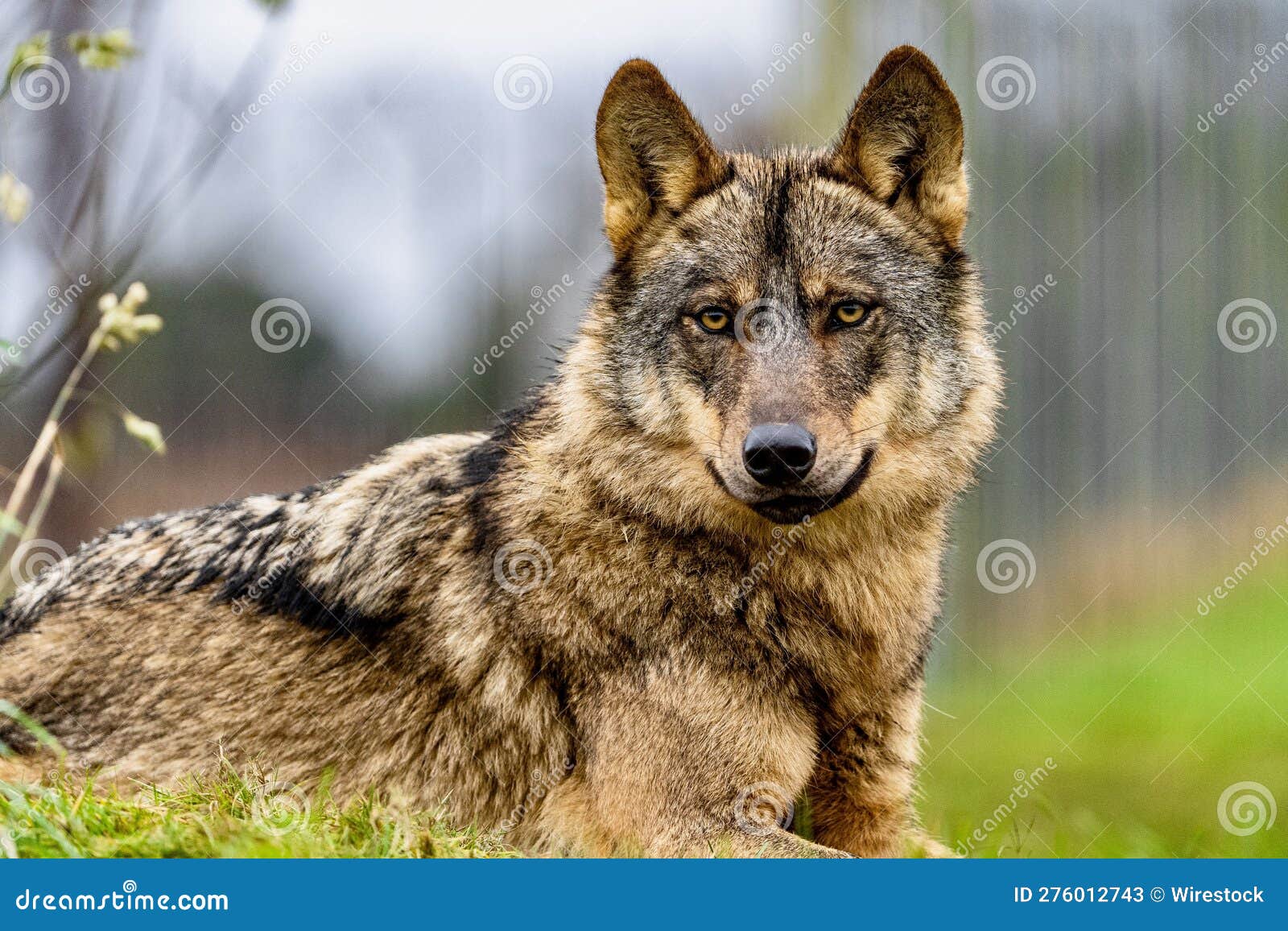 Wolf in Its Natural Habitat Stock Image - Image of nature, wolf: 276012743