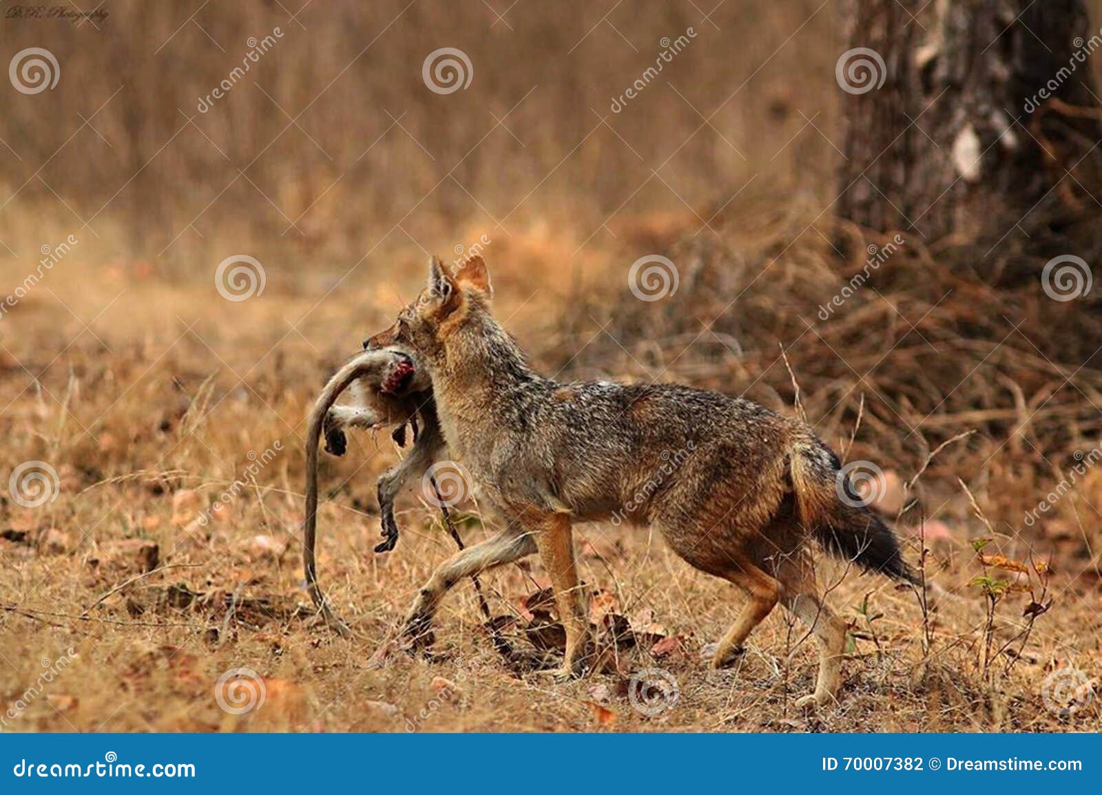 An Wolf with its prey stock photo. Image of india, prey - 70007382