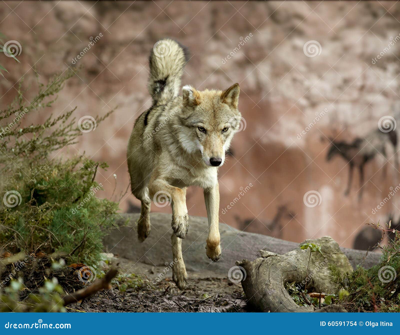 Wolf jumping in the forest stock photo. Image of jumping - 60591754