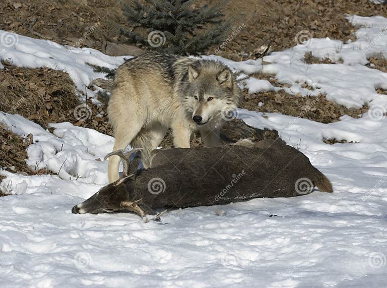 Wolf with kill stock image. Image of nature, behavior - 12807403