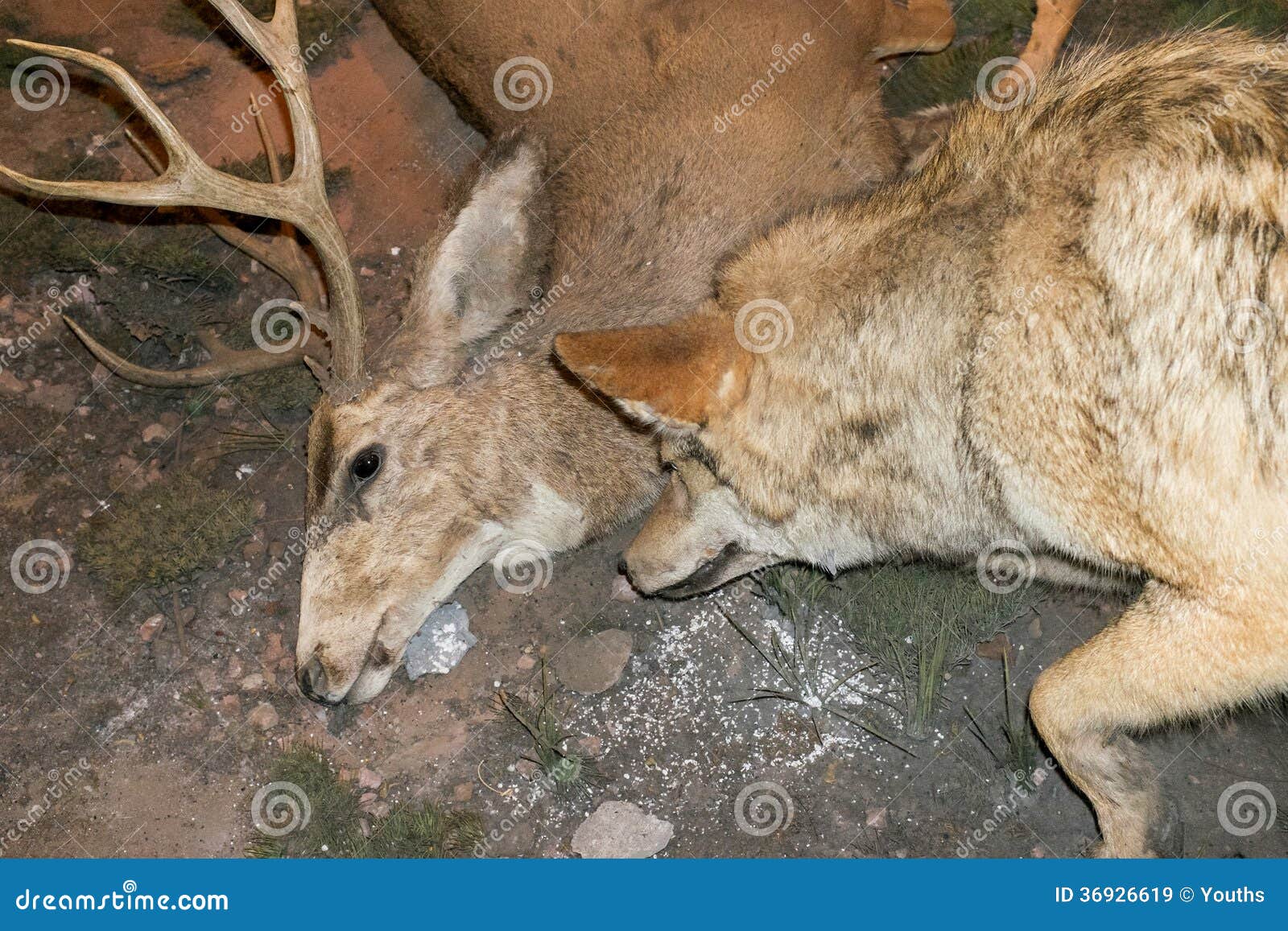 Wolf killed the deer stock image. Image of nature, grassland - 36926619
