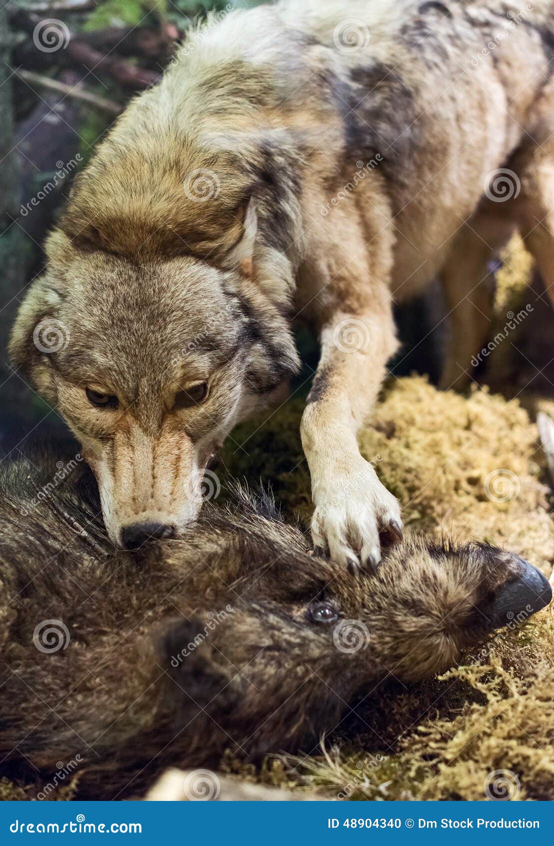 Wolf killing wild boar. stock photo. Image of hunter - 48904340