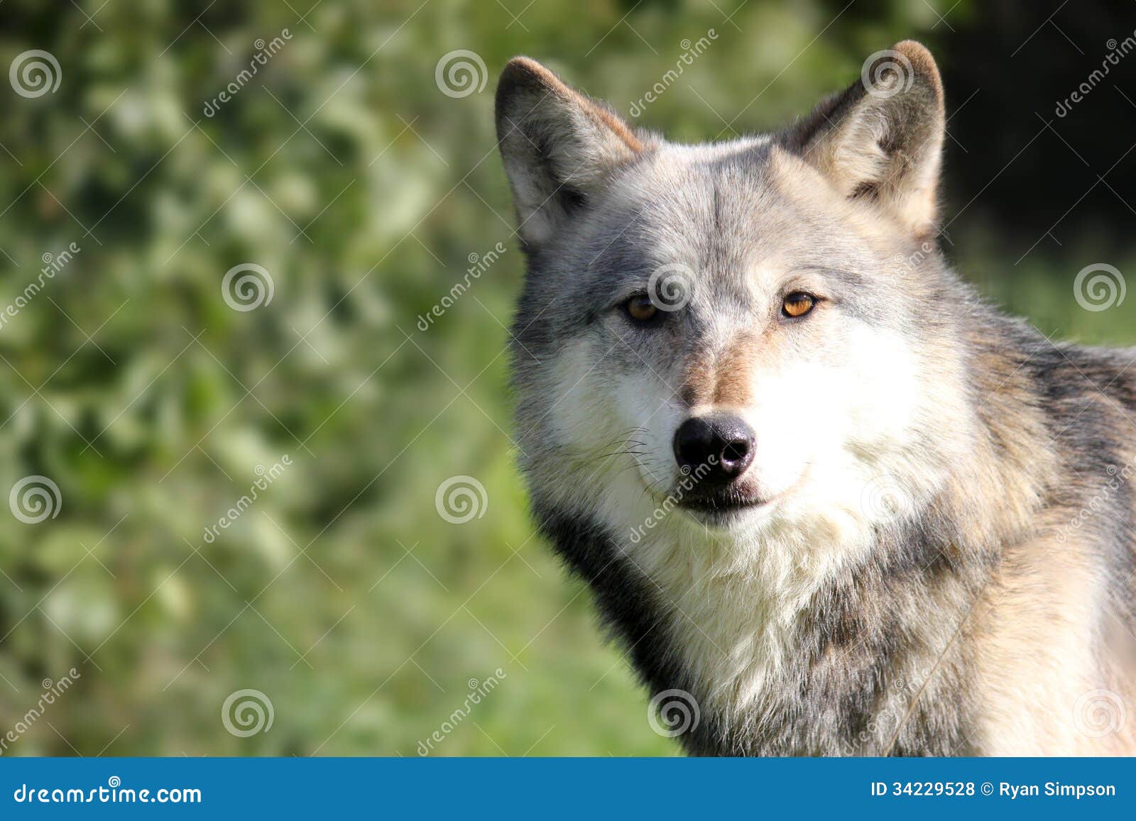 Wolf landscape stock photo. Image of female, america - 34229528