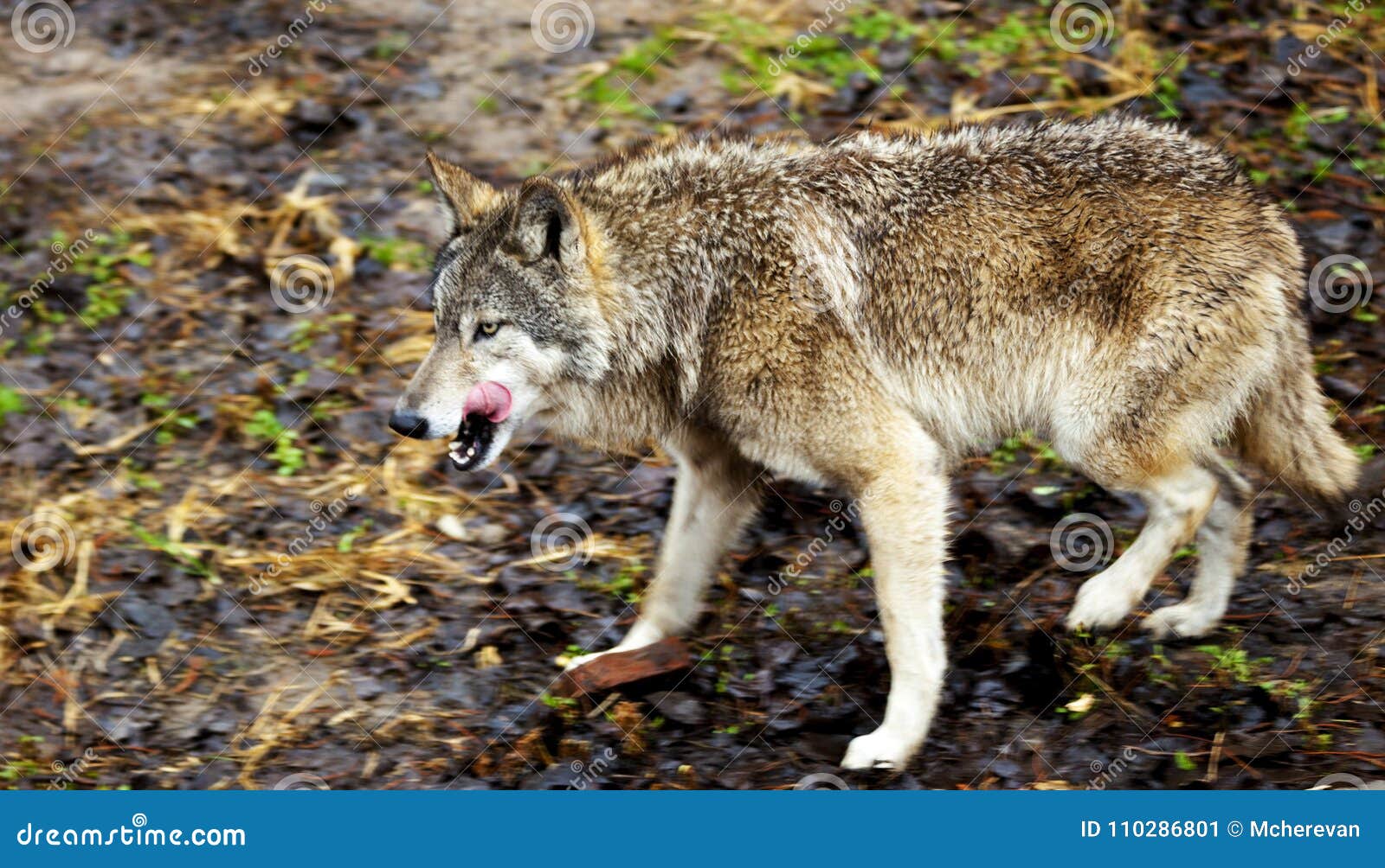 Wolf. a Large Wolf in the Forest is Preparing To Attack. Stock Image ...